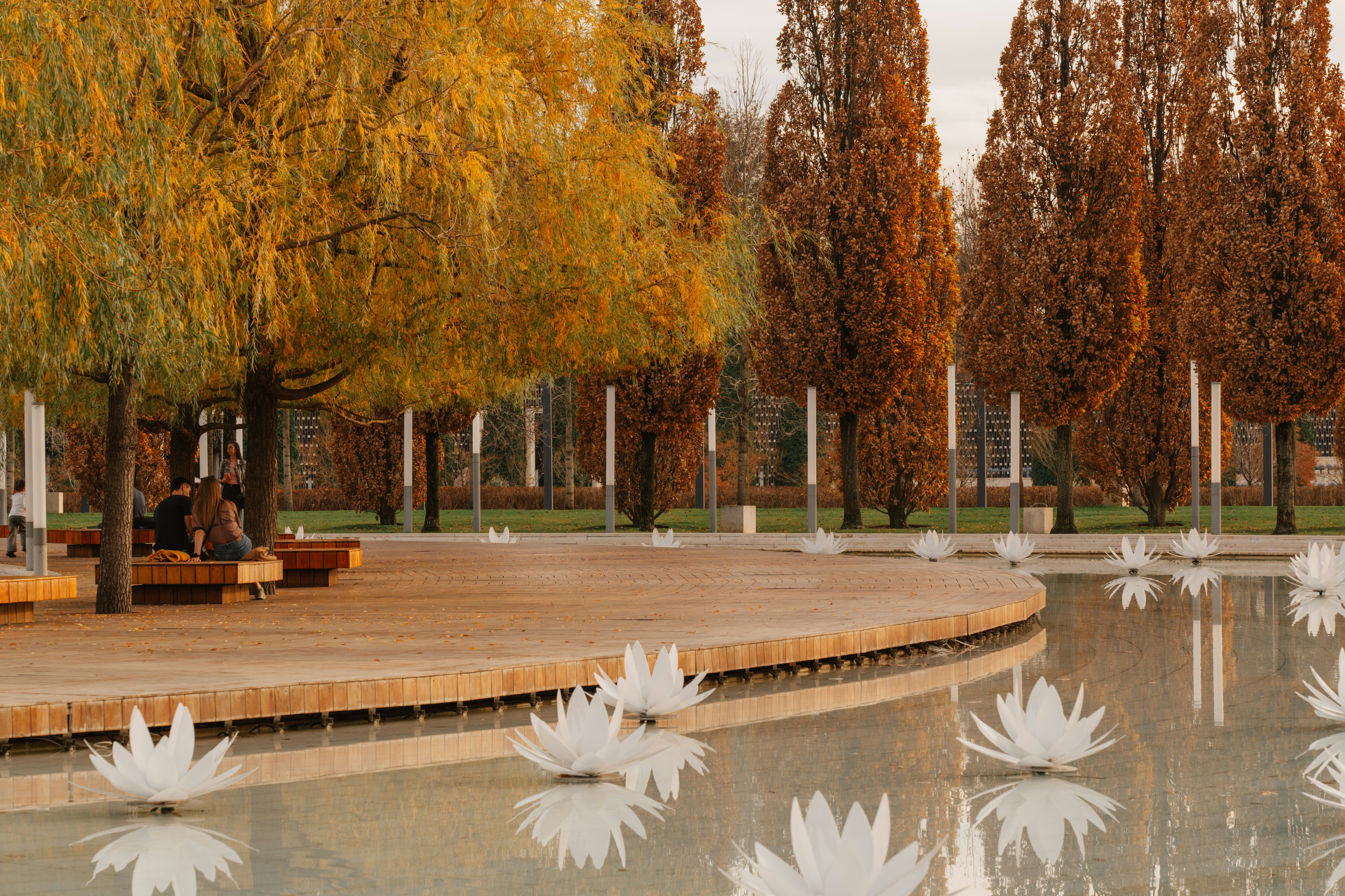 Autumn Serenity by the Pond: White Flowers and Golden Trees
