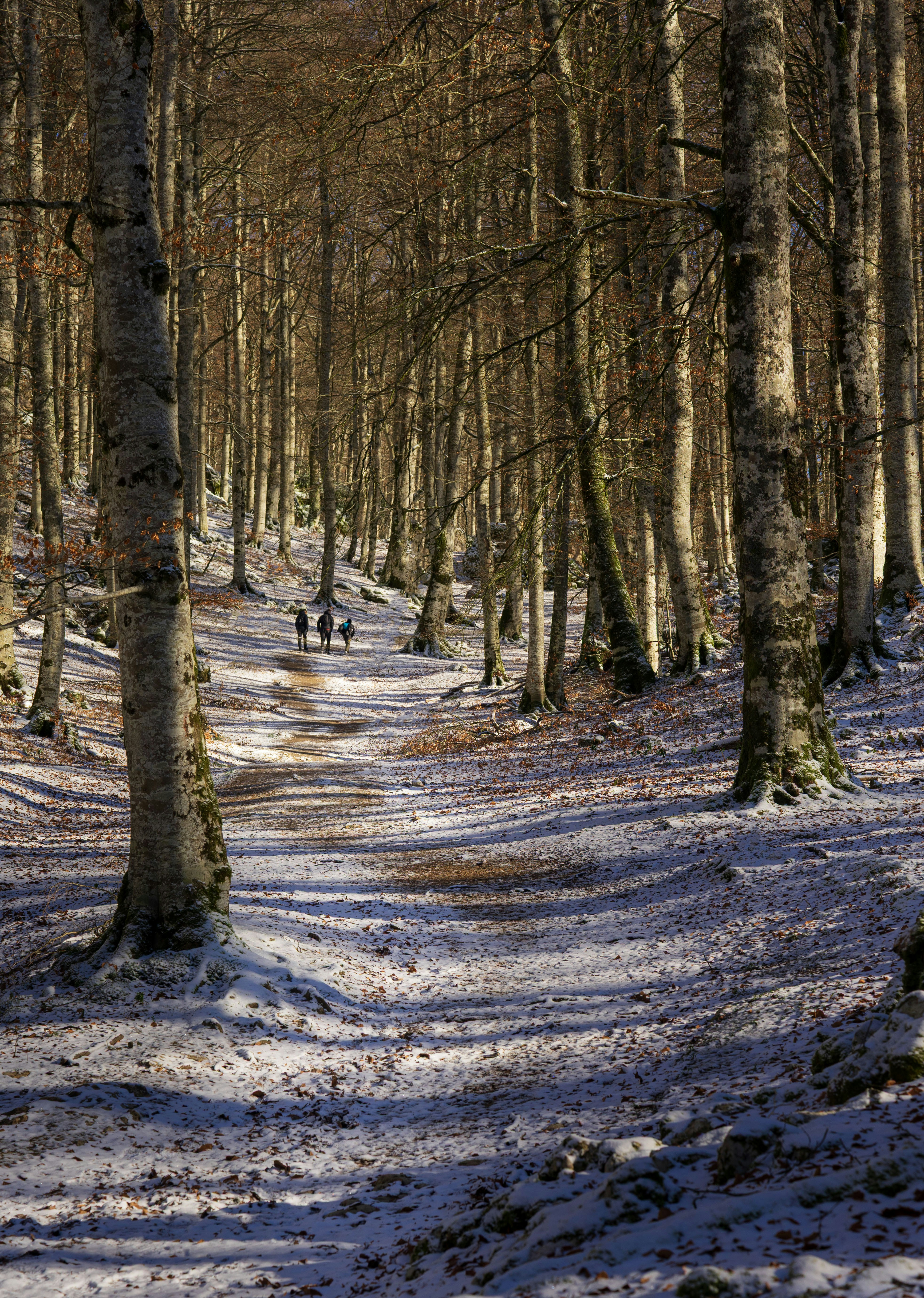 Winter Trail Through a Quiet Birch Forest