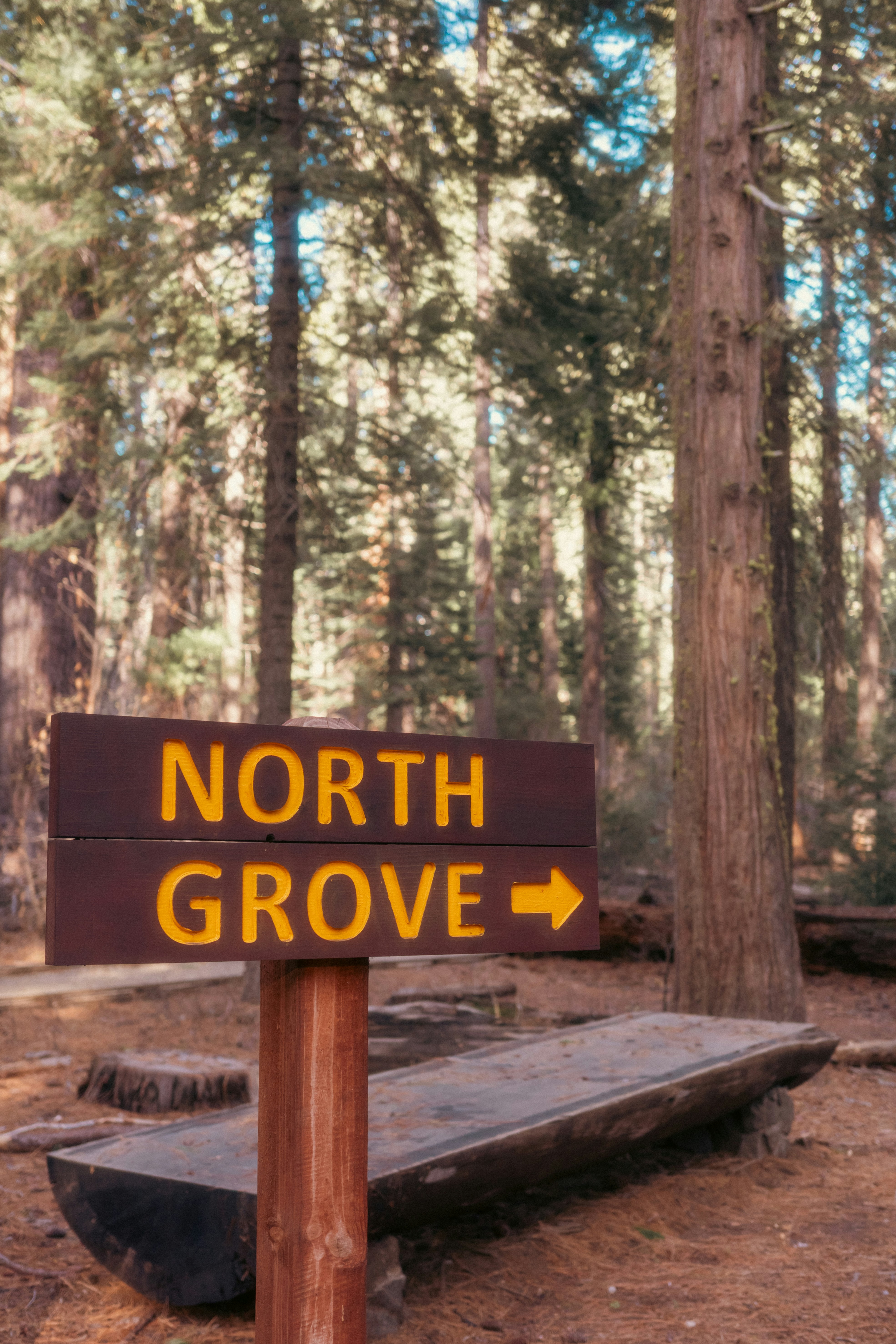 Trail Marker in a Hidden Forest Clearing