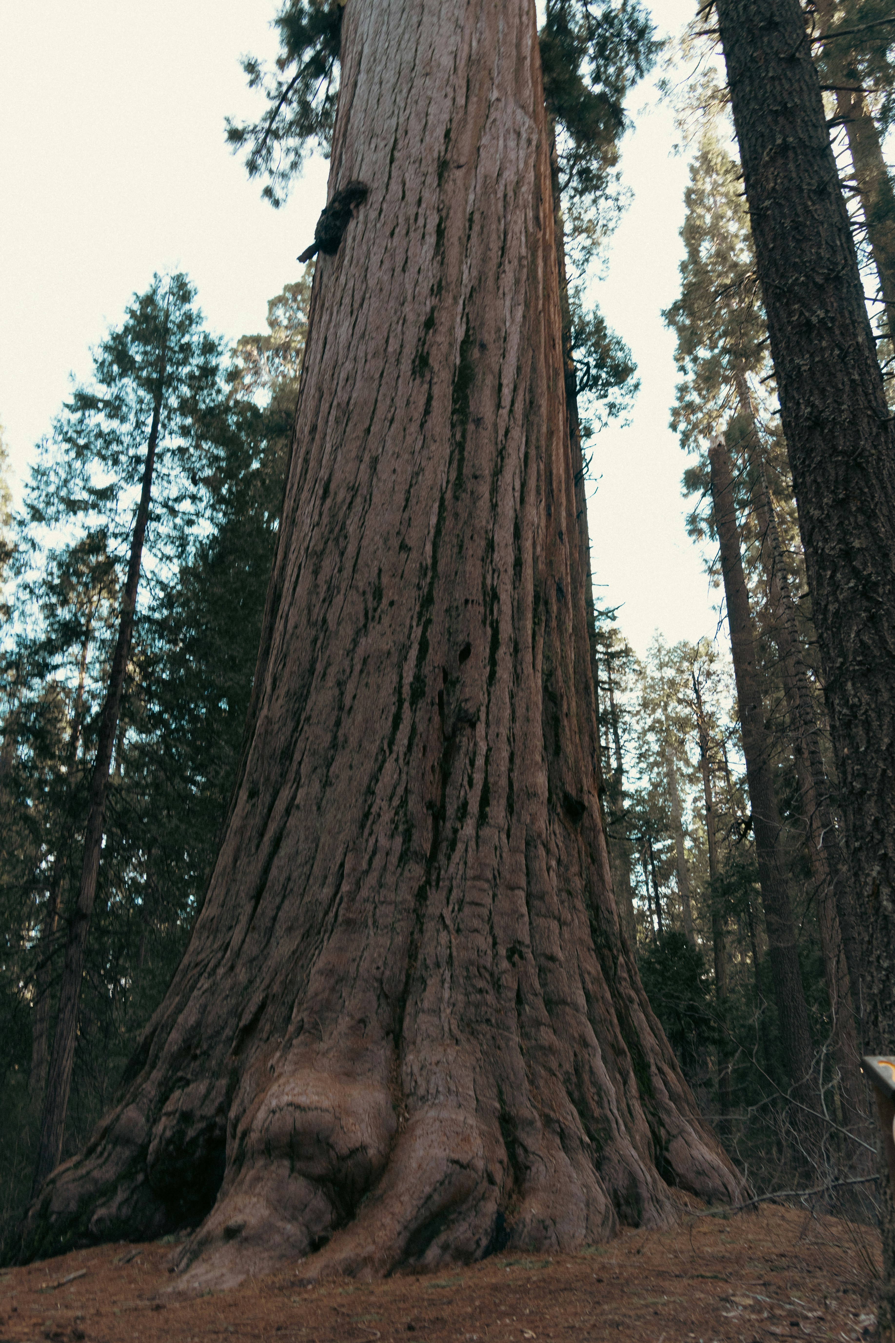 The Giant Sequoia Sentinel: A Bark-Textured Monolith Rising Into Light