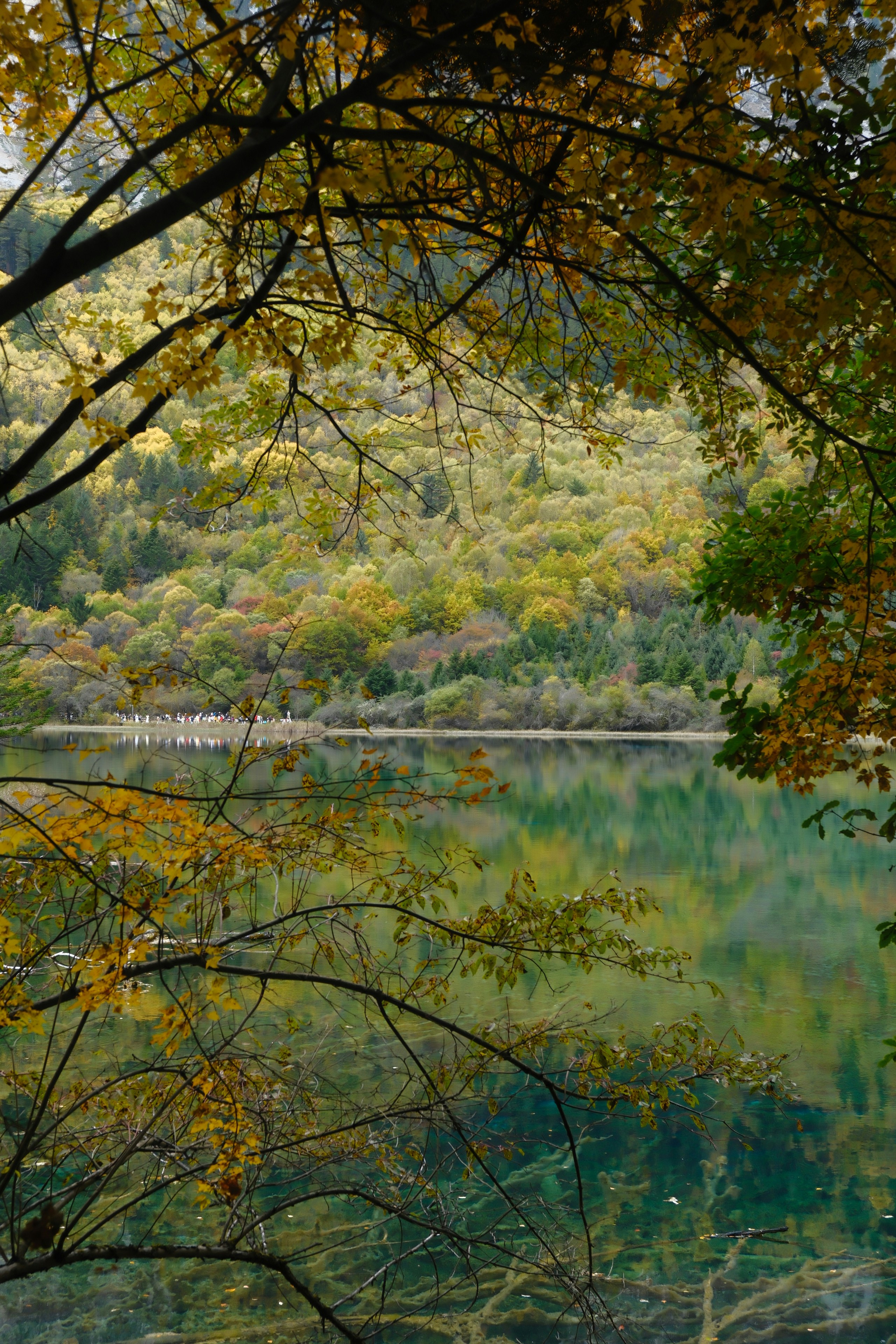 Autumn Mirror: Framing the Golden Canopy Over a Serene Lake