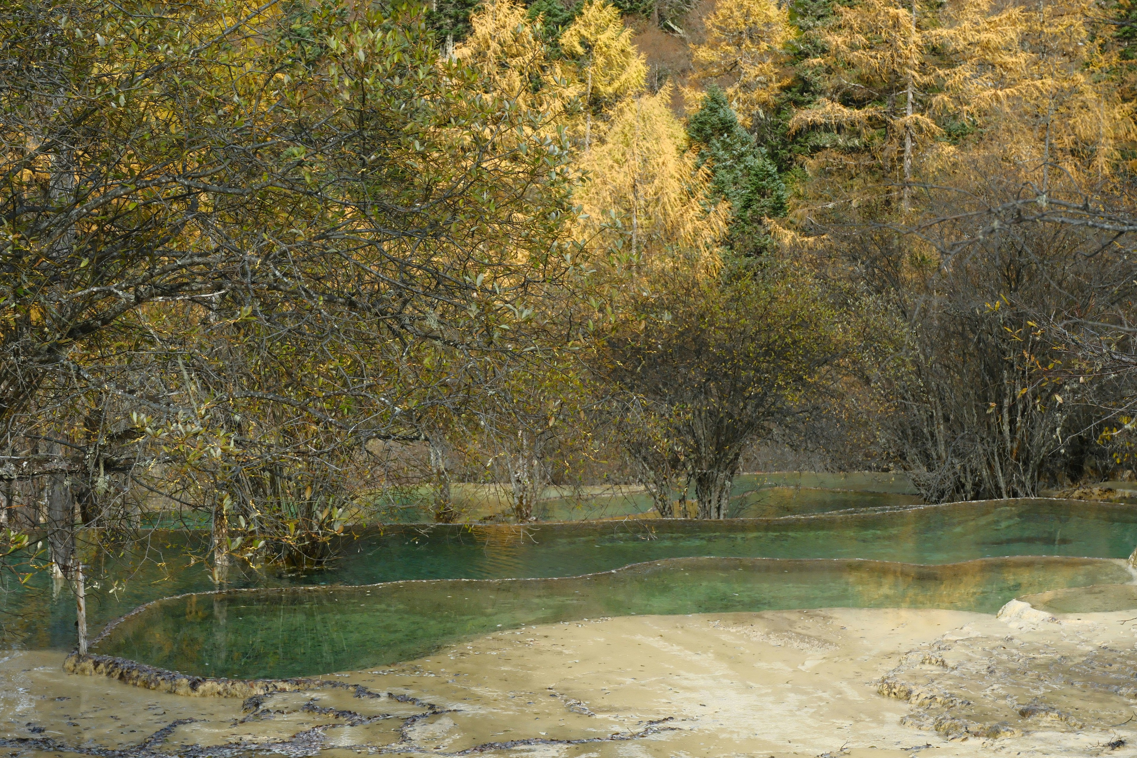 Autumn Alchemy: Green Pools at the Edge of the Shore