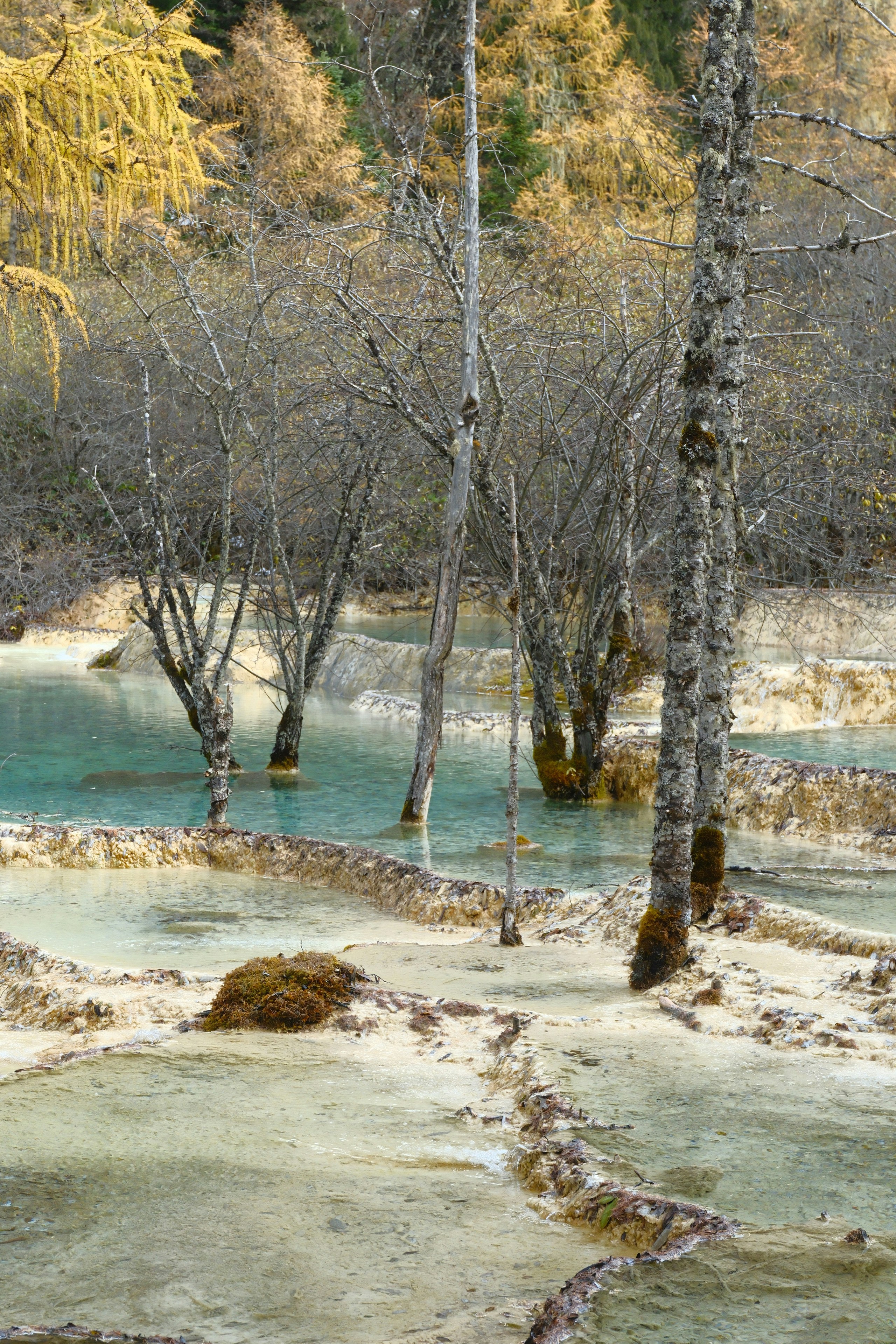 Terraced mineral pools under a forested backdrop