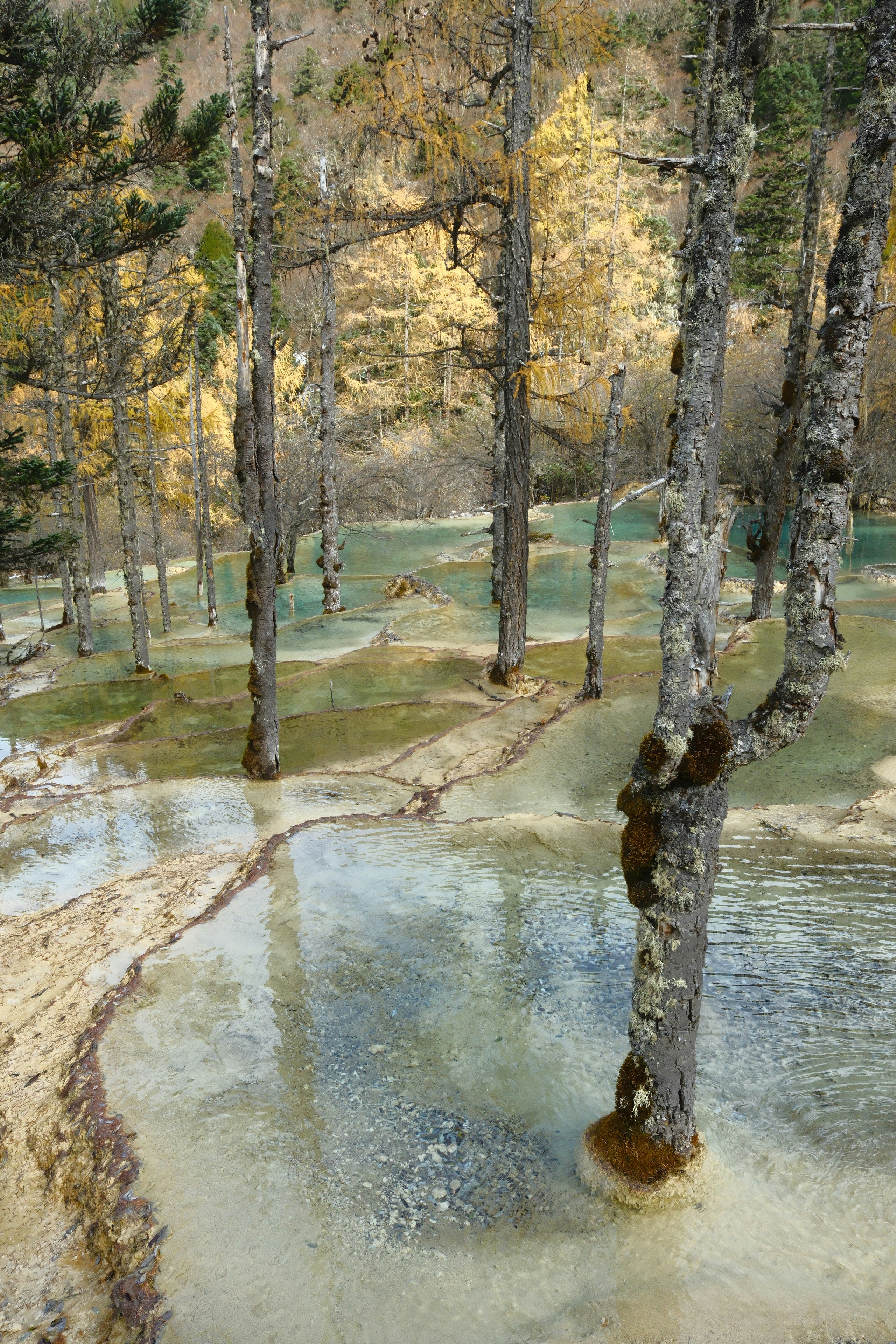 Emerald Pools and Lichen-Strewn Trunks in a Quiet Forest