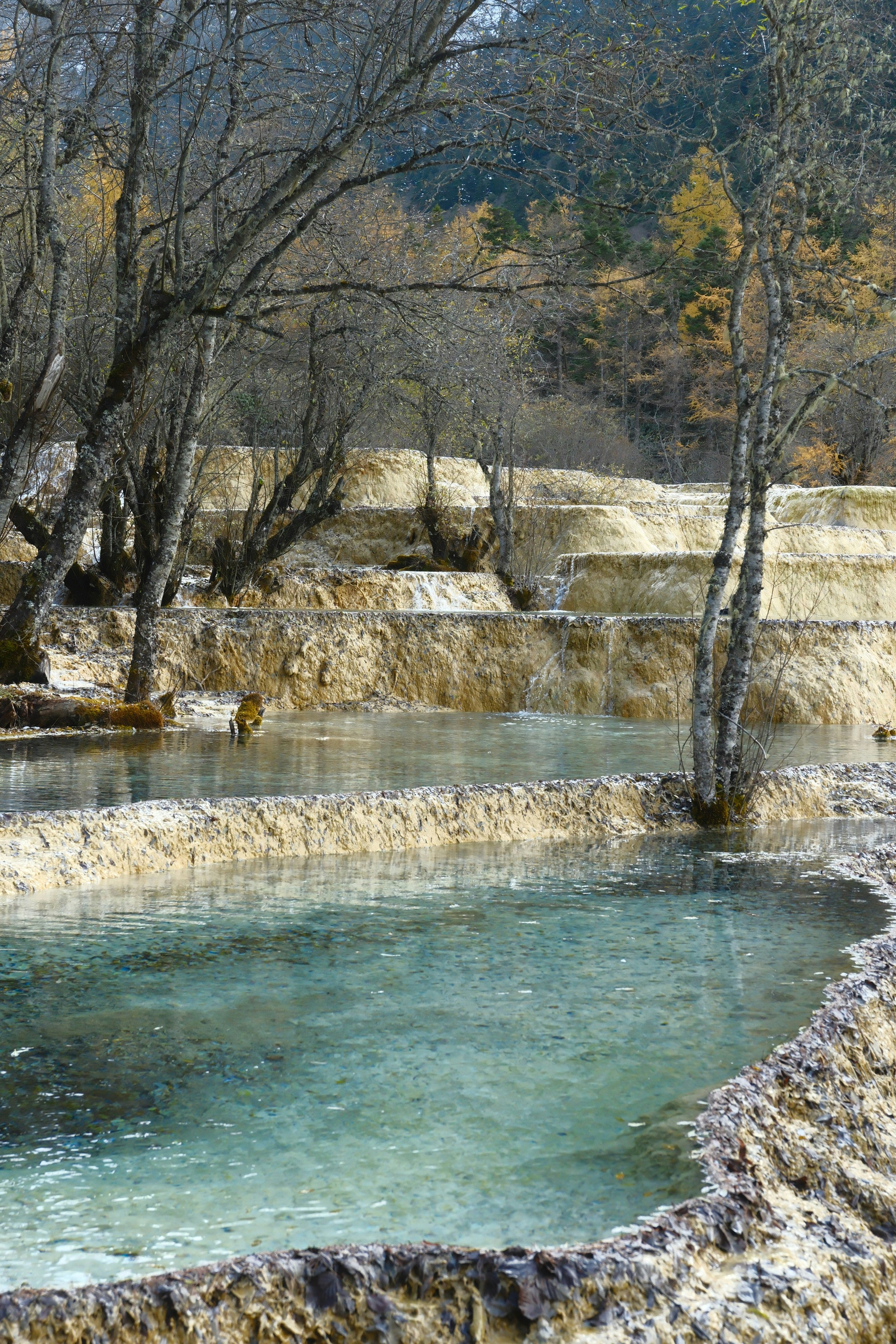 Terraced Turquoise: Mineral Pools Amid Autumn Pines