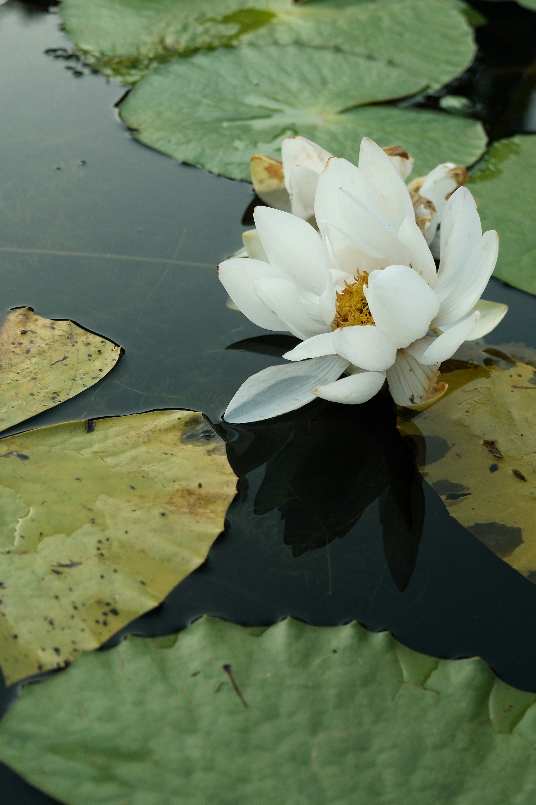 White Water Lily Emerges from Dark Water