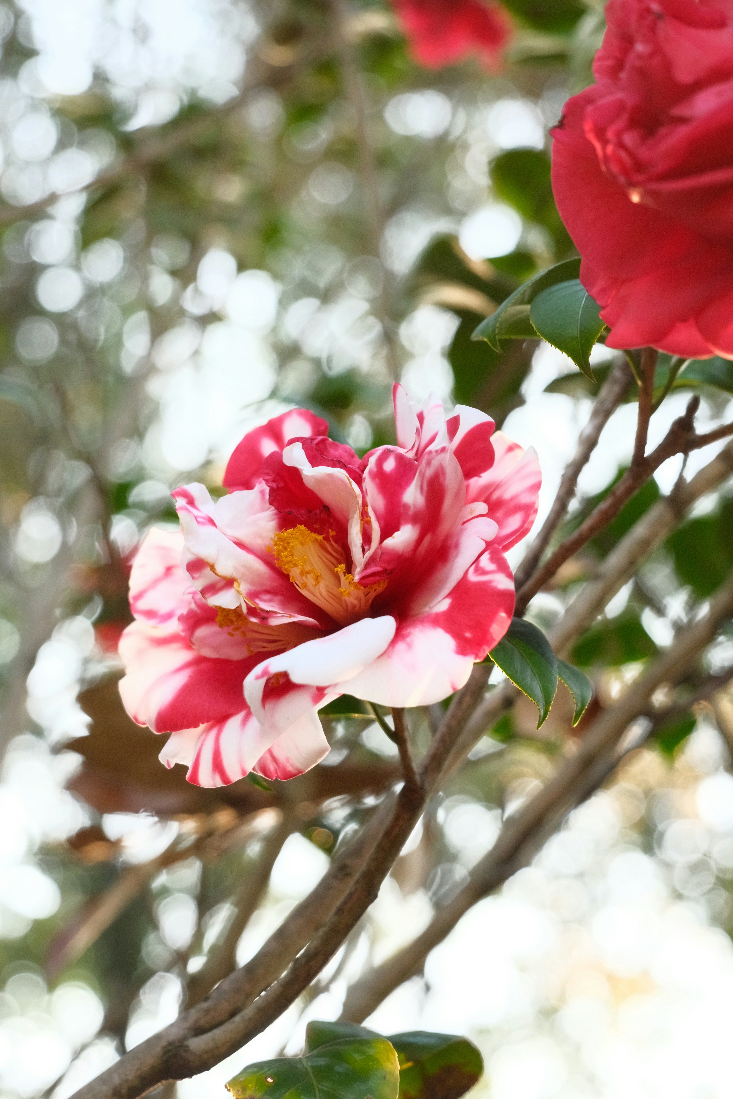 Stripe-edged bloom on a sunlit branch