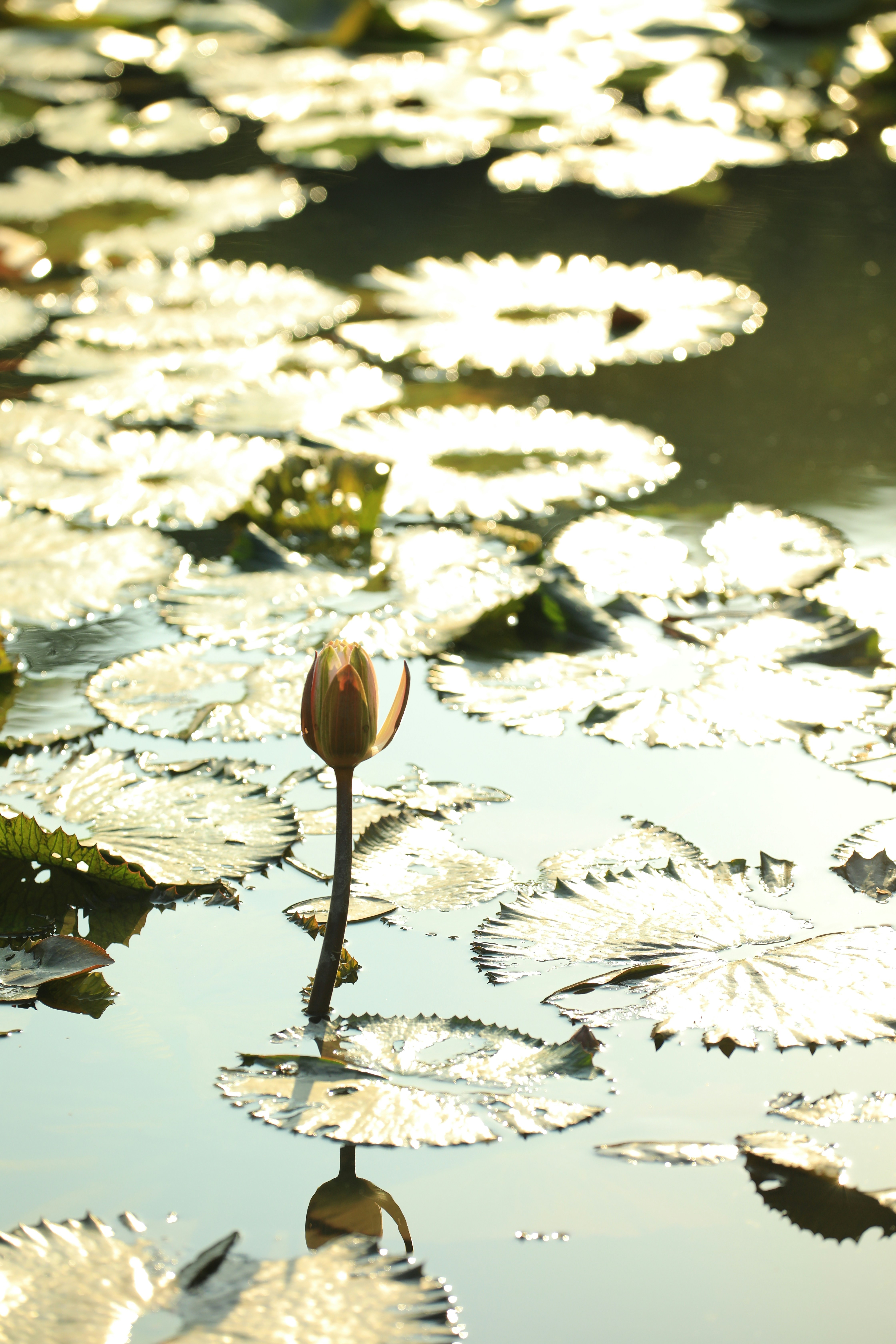 Bud Emerging from a Lily Pad Sea at Golden Hour