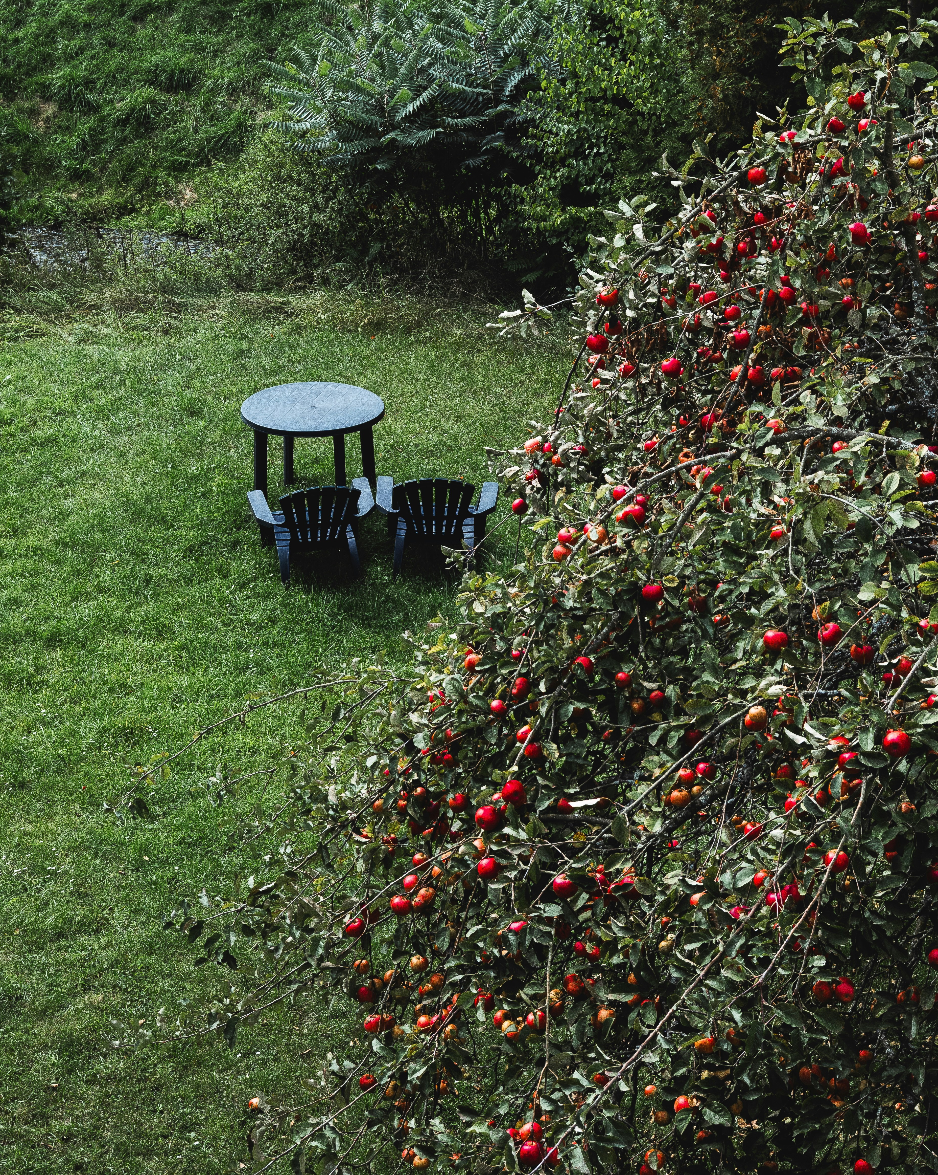 Sunlit Cherry Vines Overlooking a Quiet Garden Table