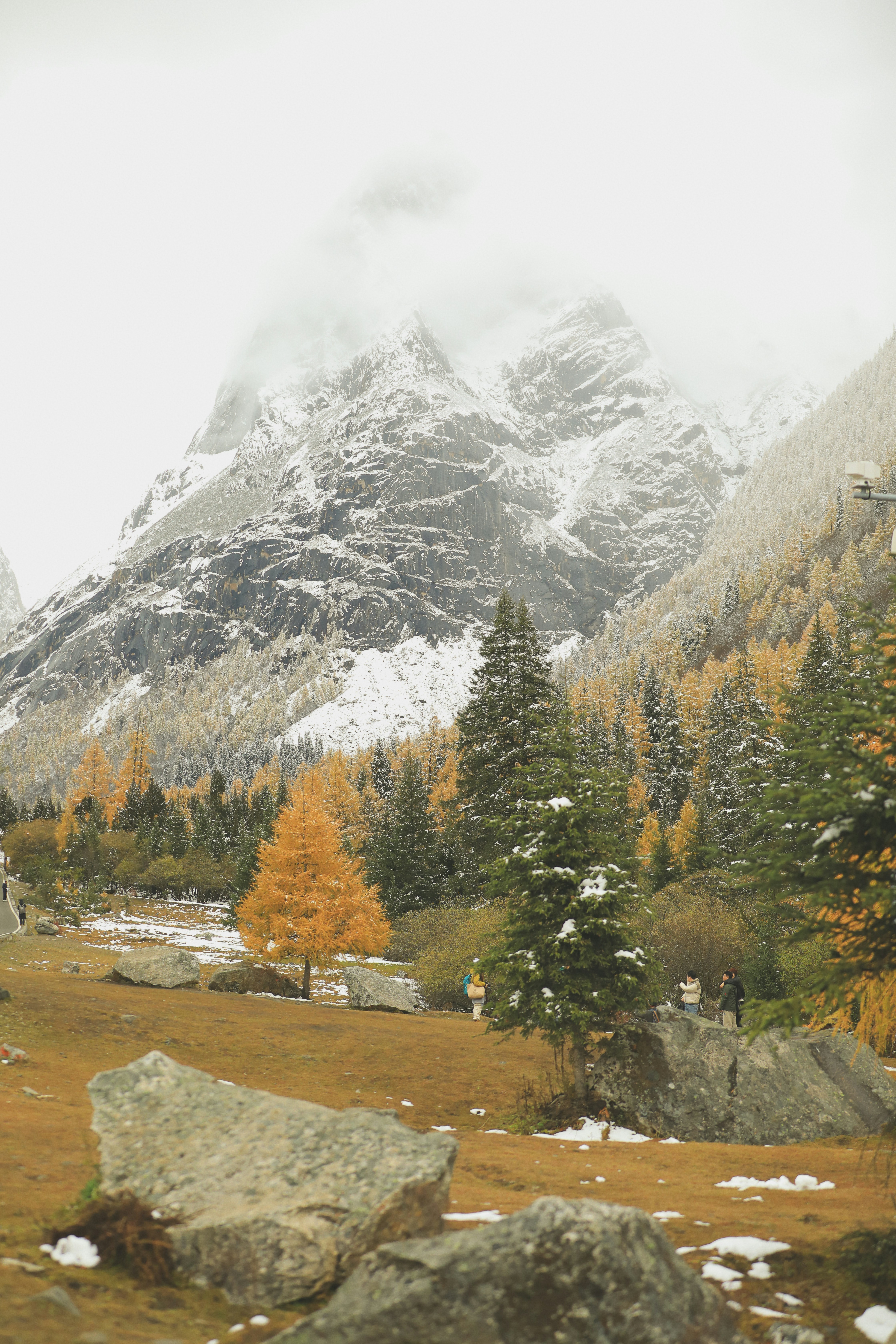 Autumn Pines at the Base of Snow-Capped Peaks