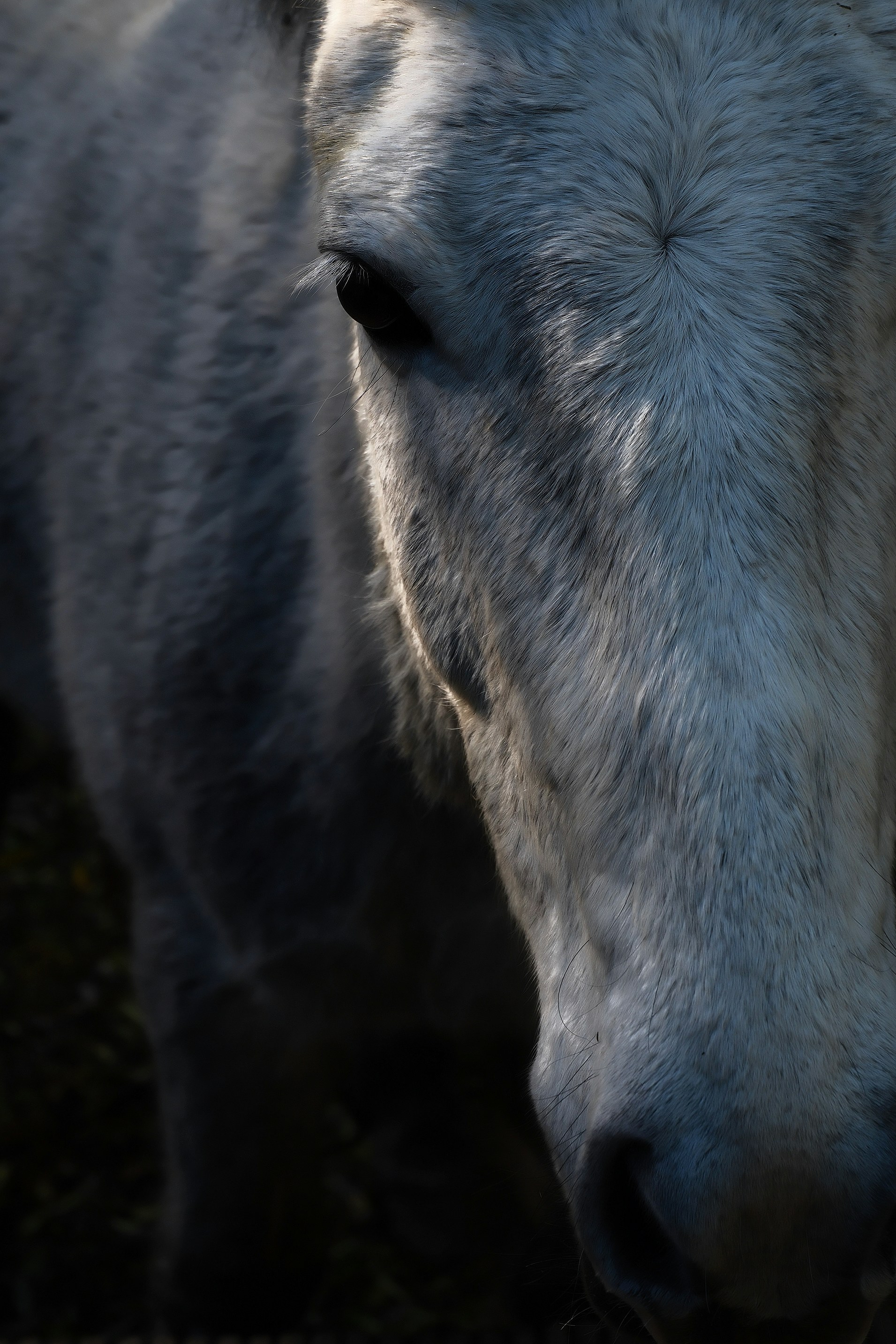 Close-up of a Calm Grey Horse: A Quiet Gaze into the Light