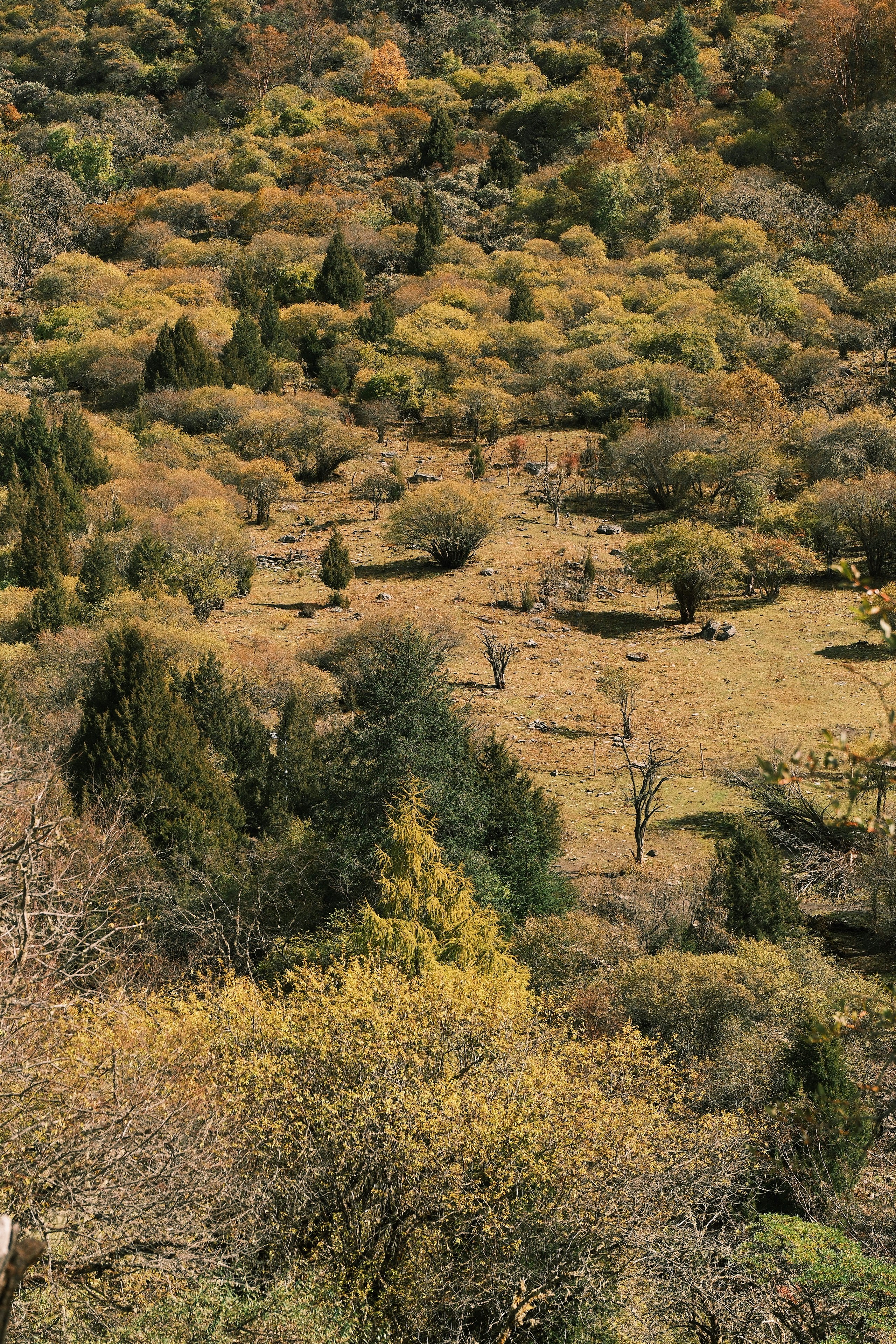 Autumn's Quiet Hillscape