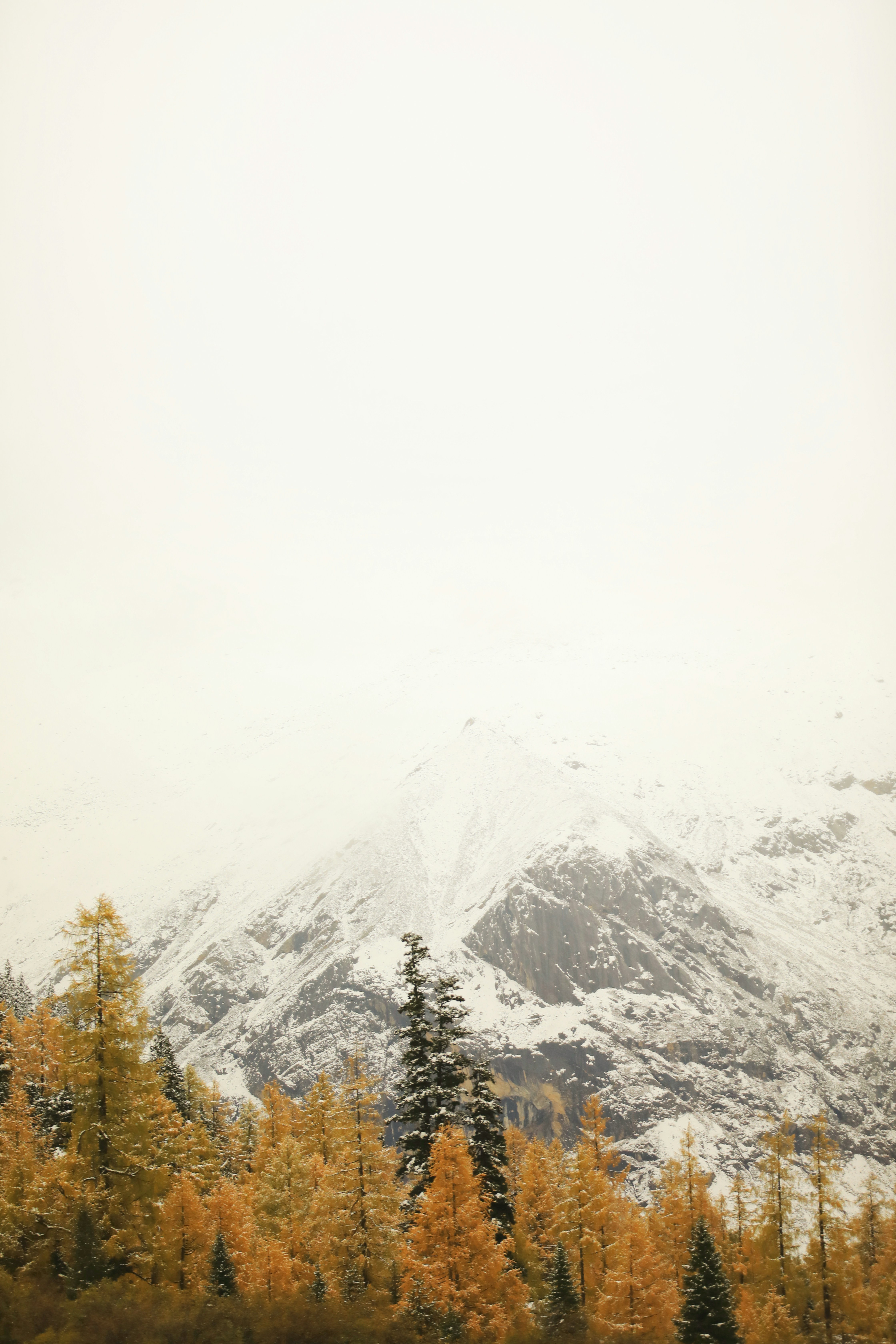 Autumn Pines Before the Snow-capped Summit