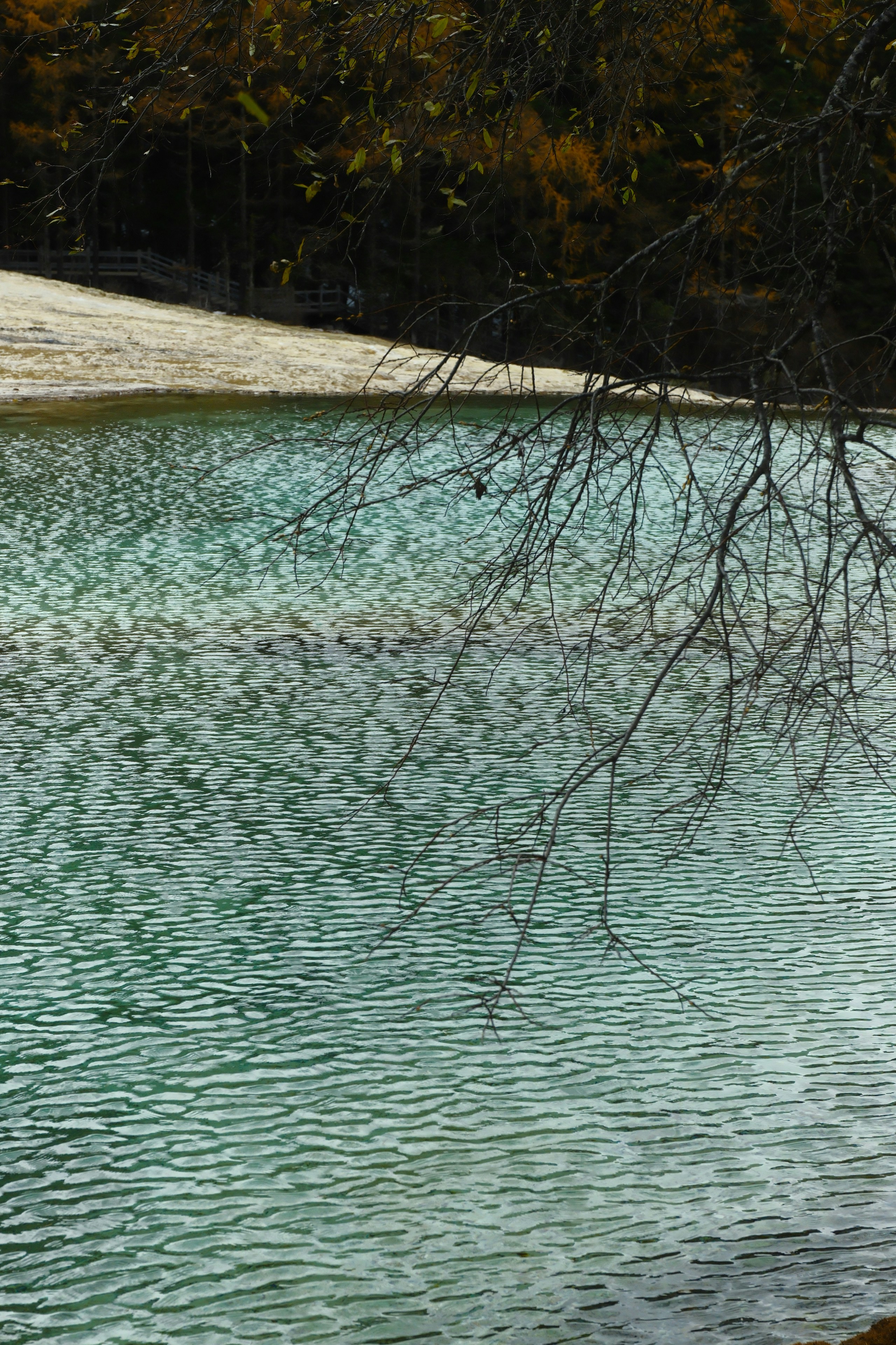 Calm Emerald Shoreline Beneath Leafy Overhang