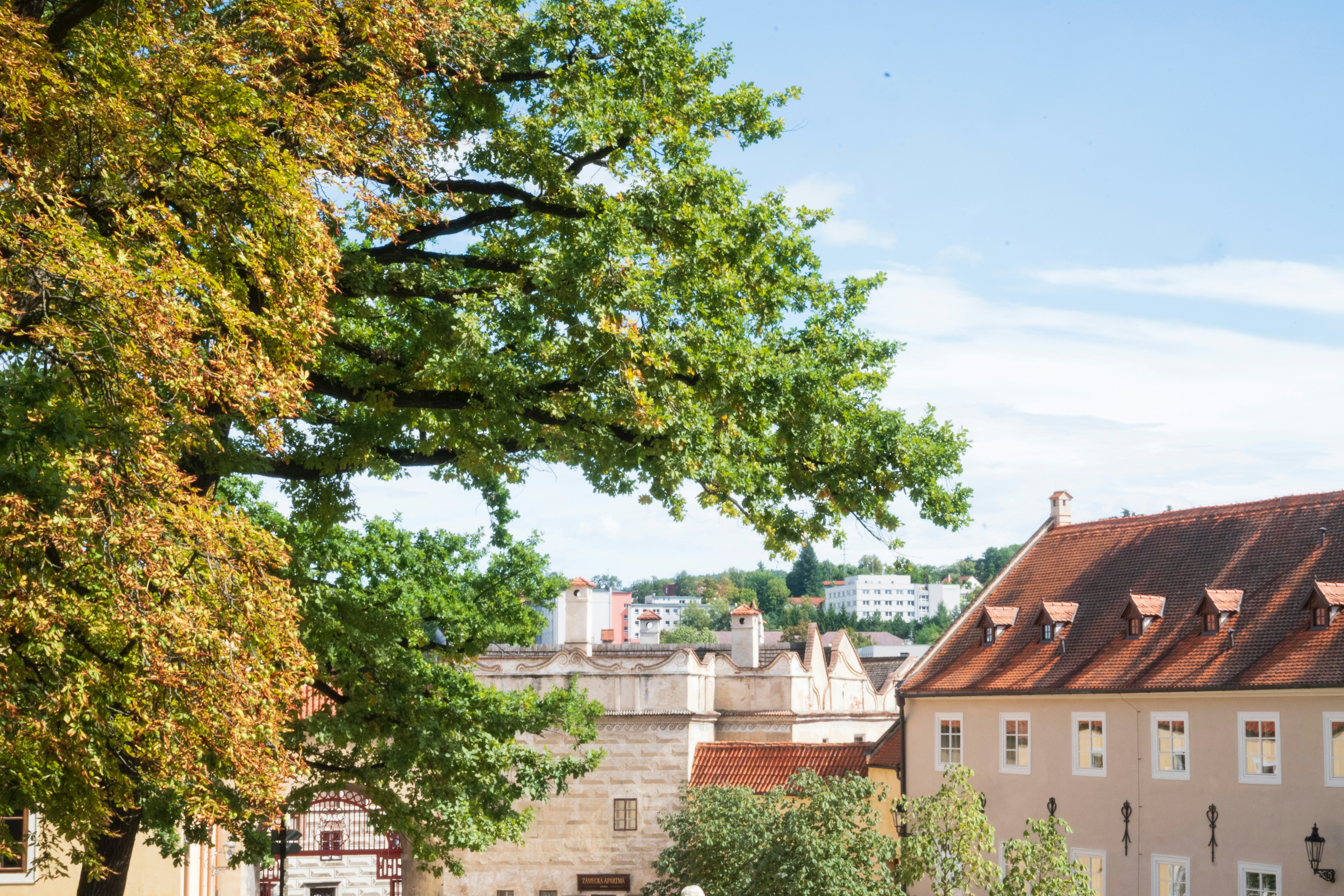 Sunlit Rooftops and Weeping Tree Over Old Town