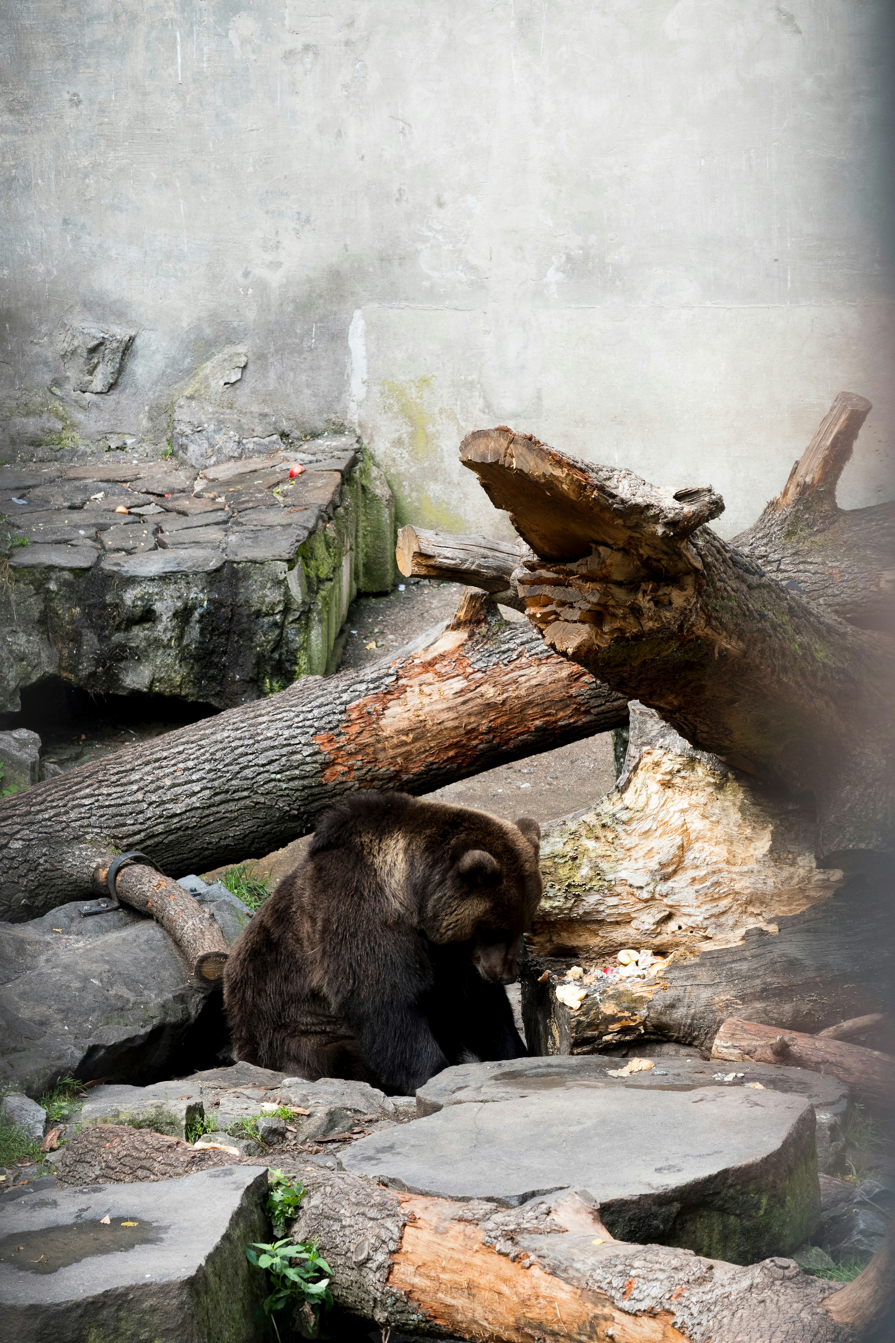Softly Curled Bear Beneath a Fallen Log in a Quiet Enclosure