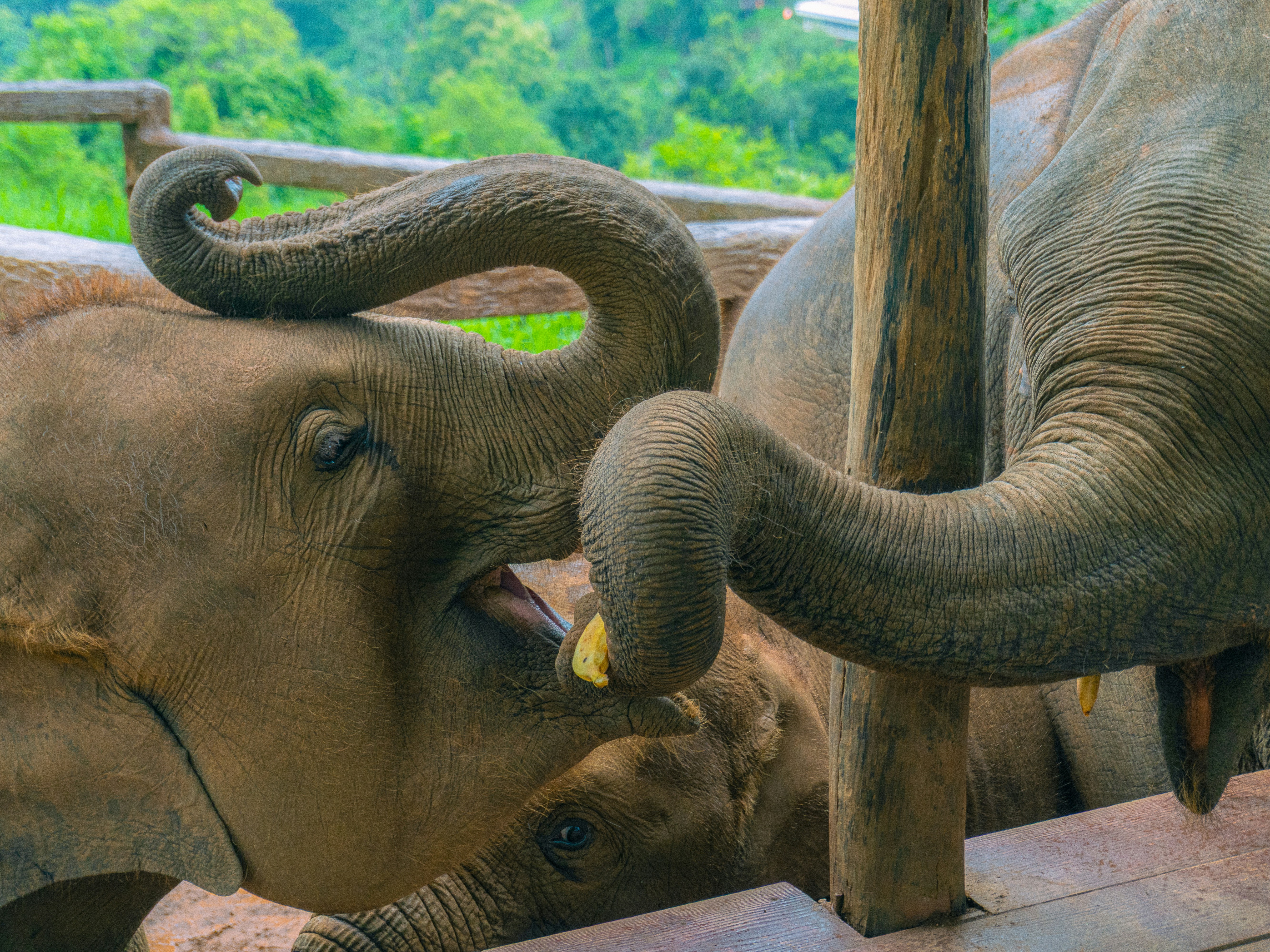 Taste of Treasure: A Gentle Interaction Between Trunk and Tusk