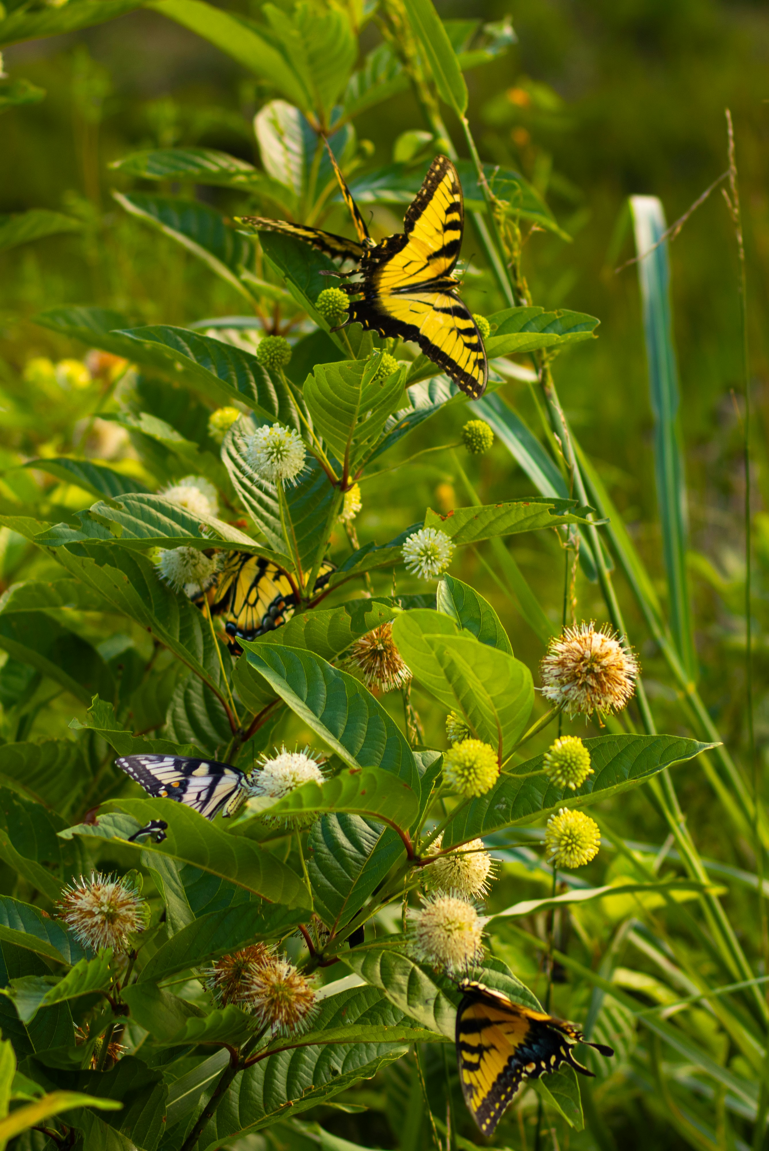 Yellow Swallowtails on Sunlit Greenery