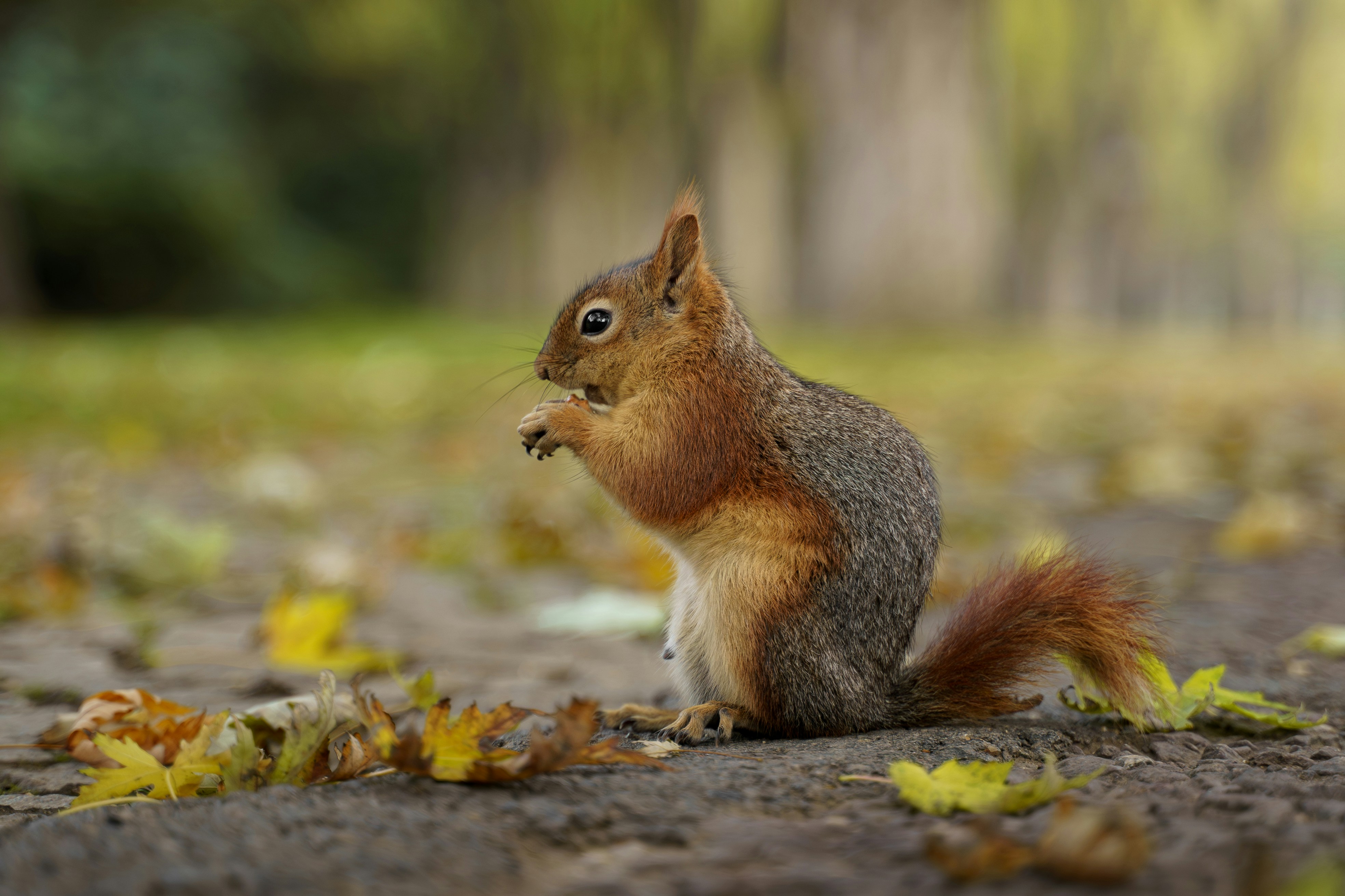 Squirrel on a leaf-littered trail pausing to nibble