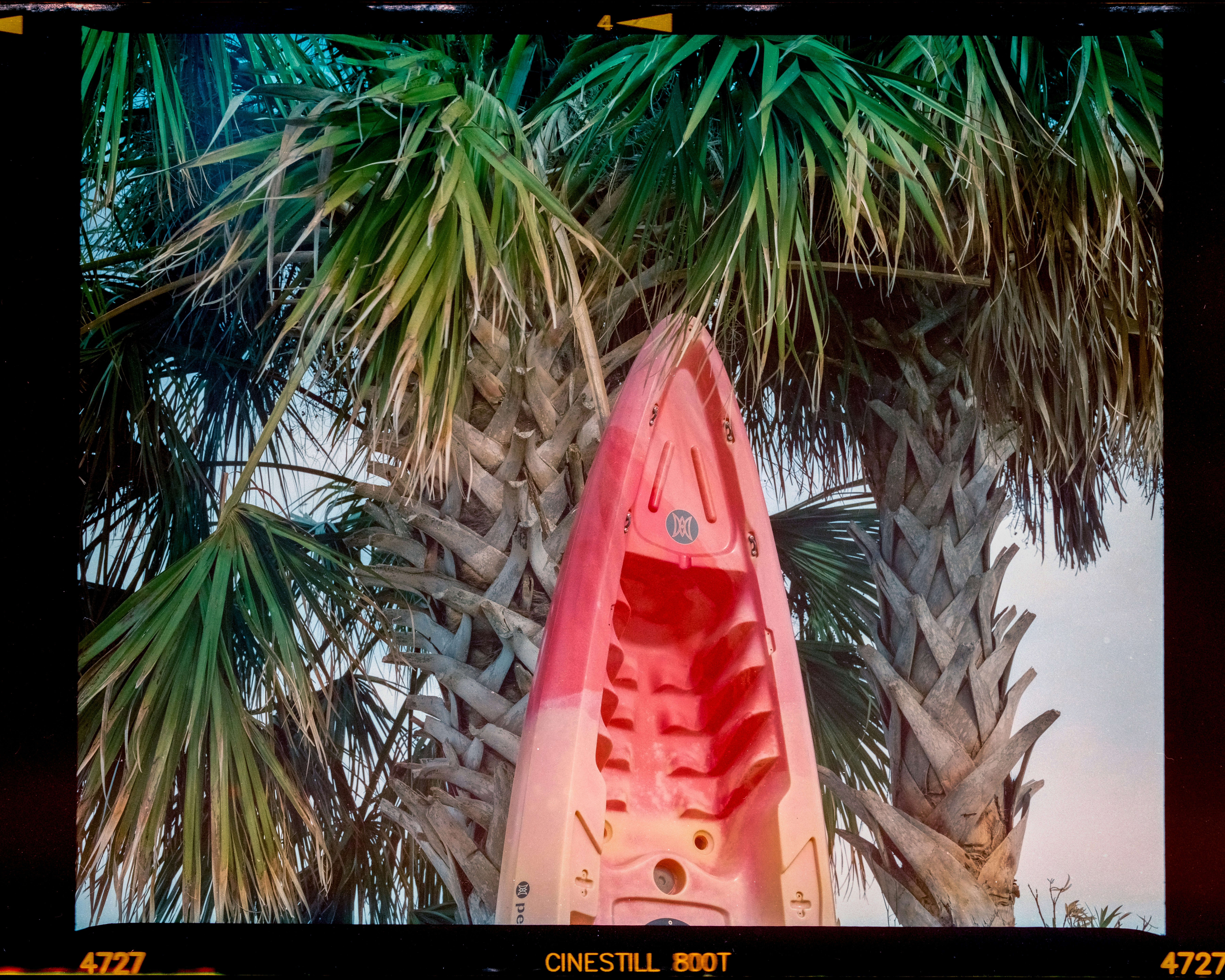 Red Kayak Rising: Centered Between Palm Trunks