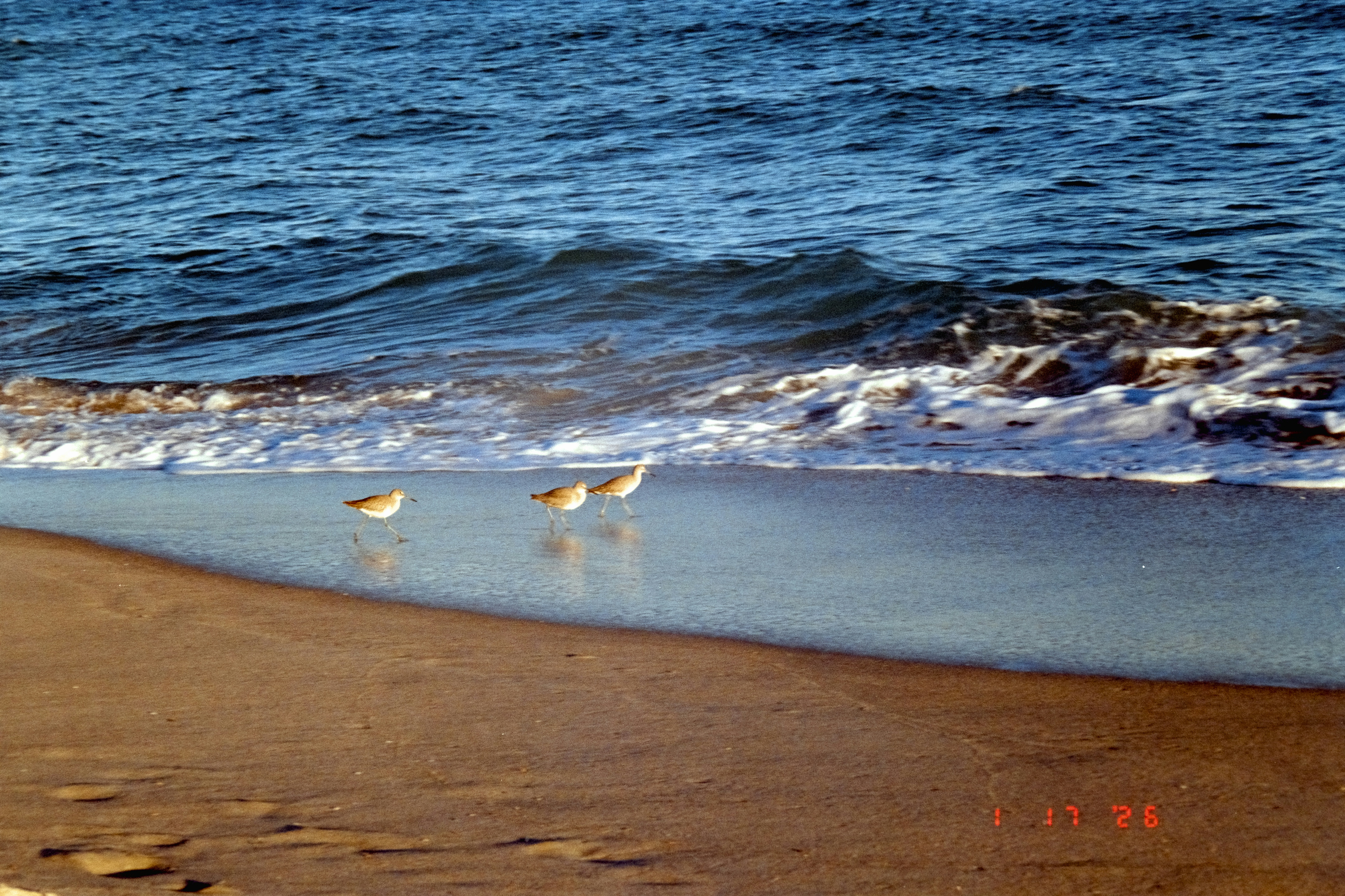 Two Seagulls on a Quiet Tide at Sunset Beach