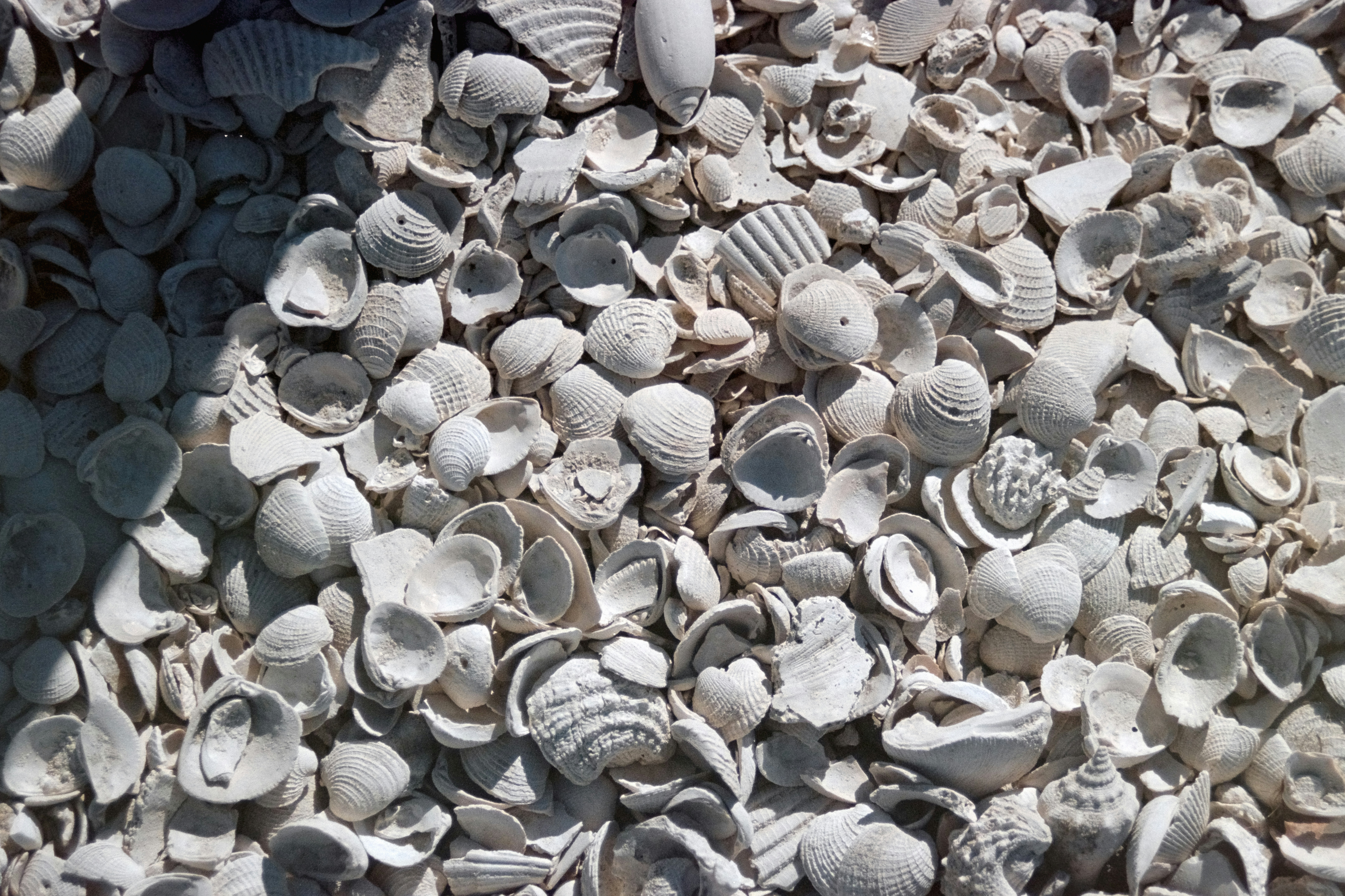 Sea of Small White Shells: A Quiet Carpet of Patterns