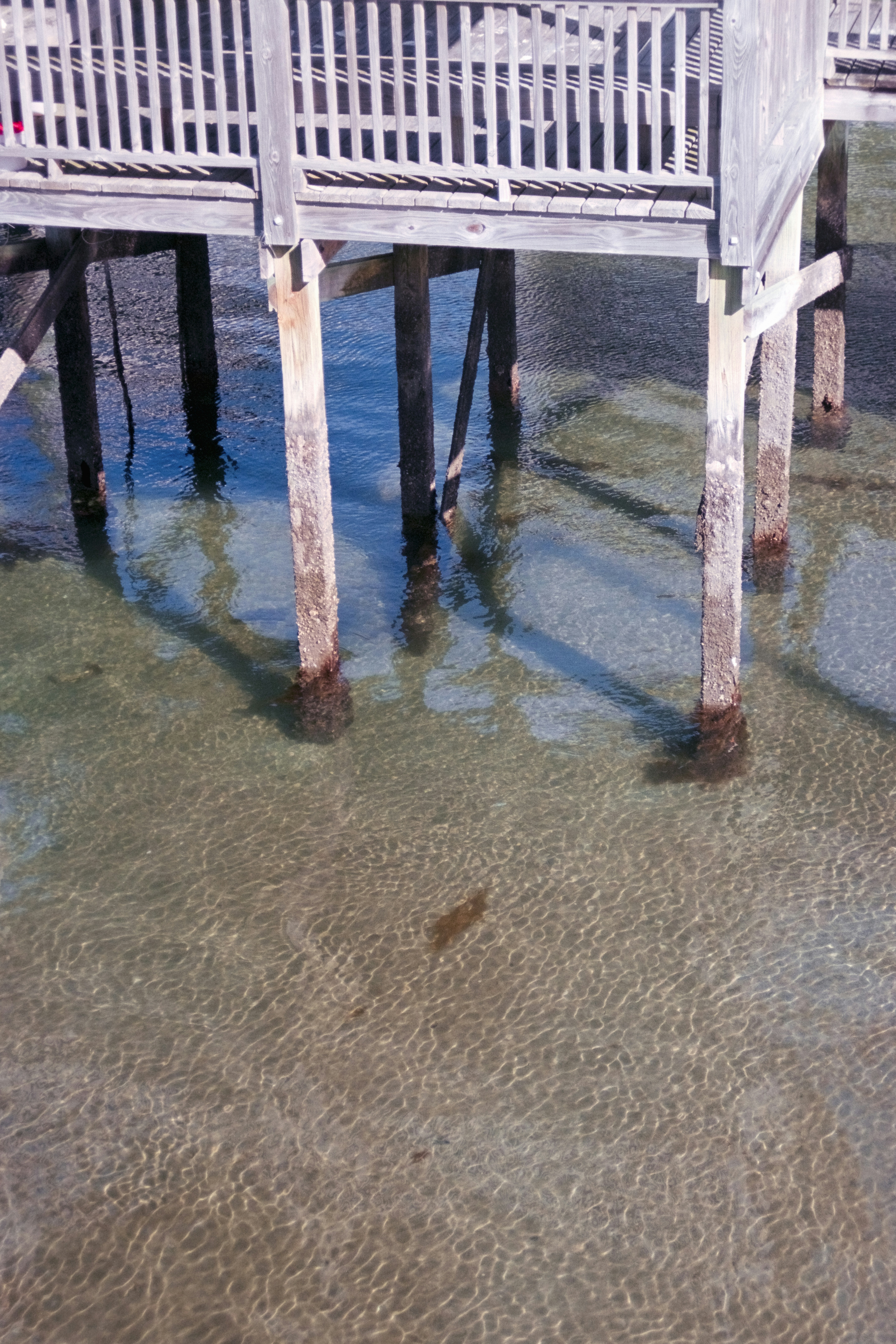 Shoreline Stance Under a Wooden Pier
