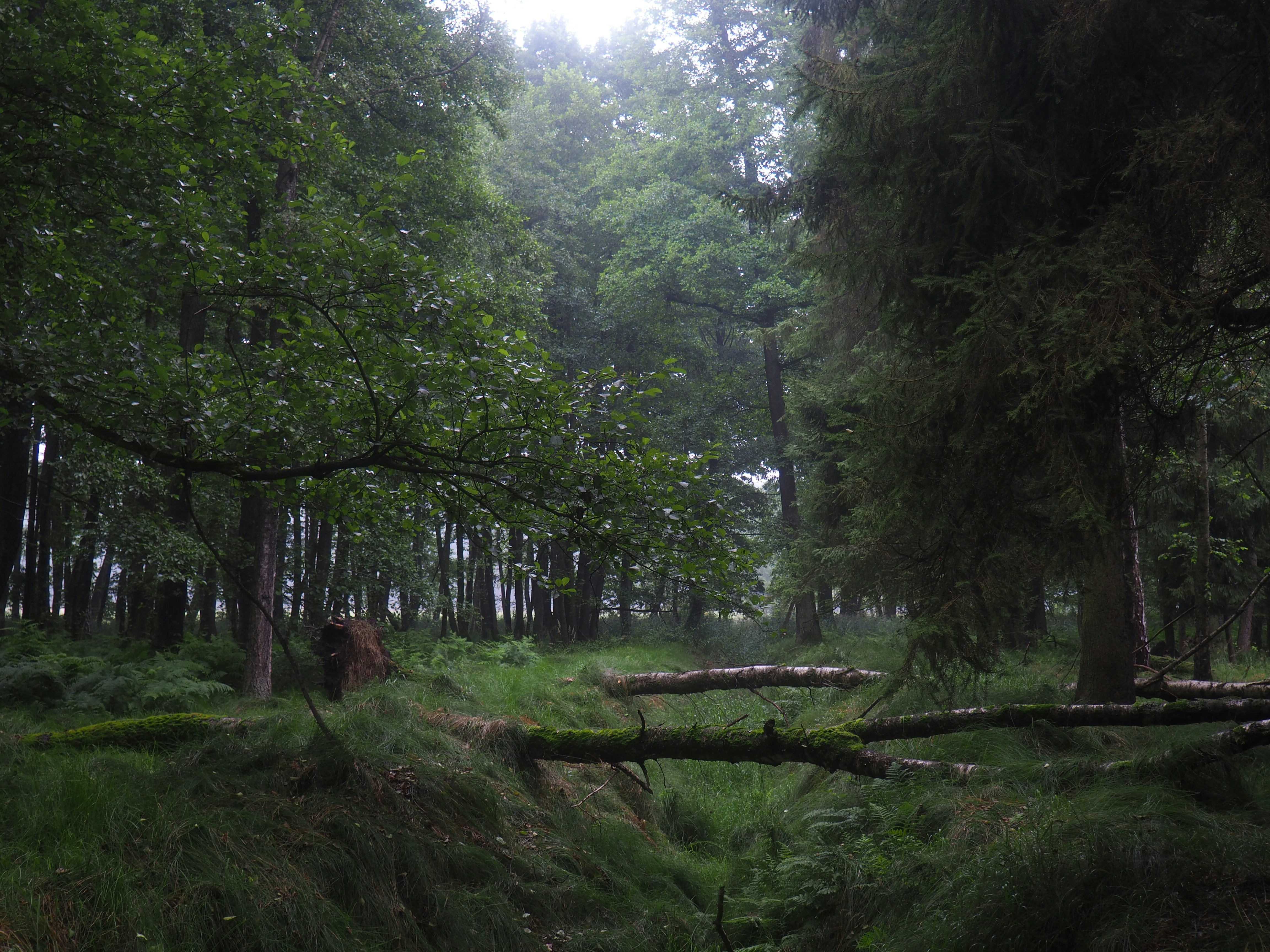 Misted Glade: Ferns and Fallen Beams Beneath an Overcast Canopy