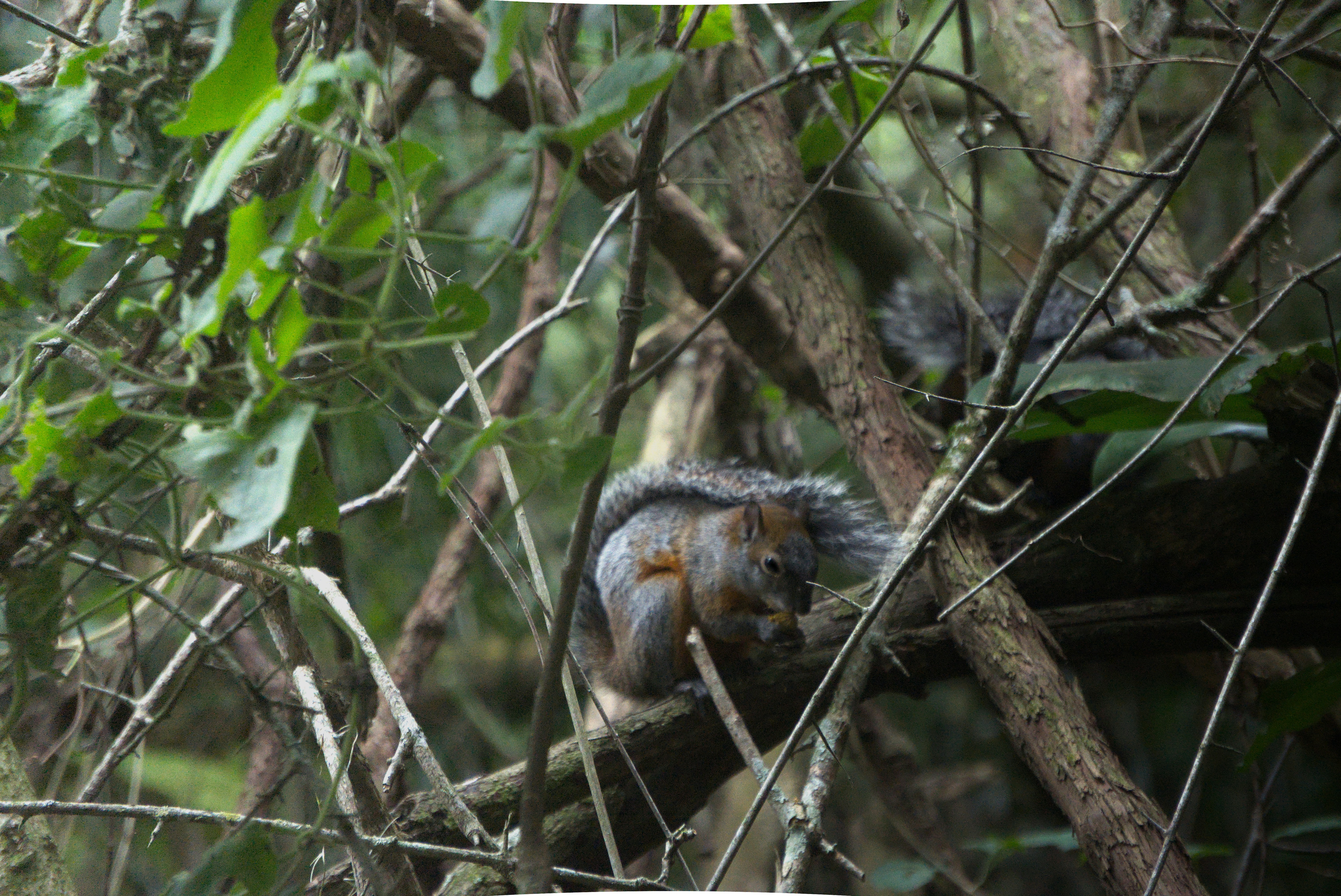 Nut-brown Squirrel Amid Dense Canopy: A Moment of Rest on a Tangle of Branches