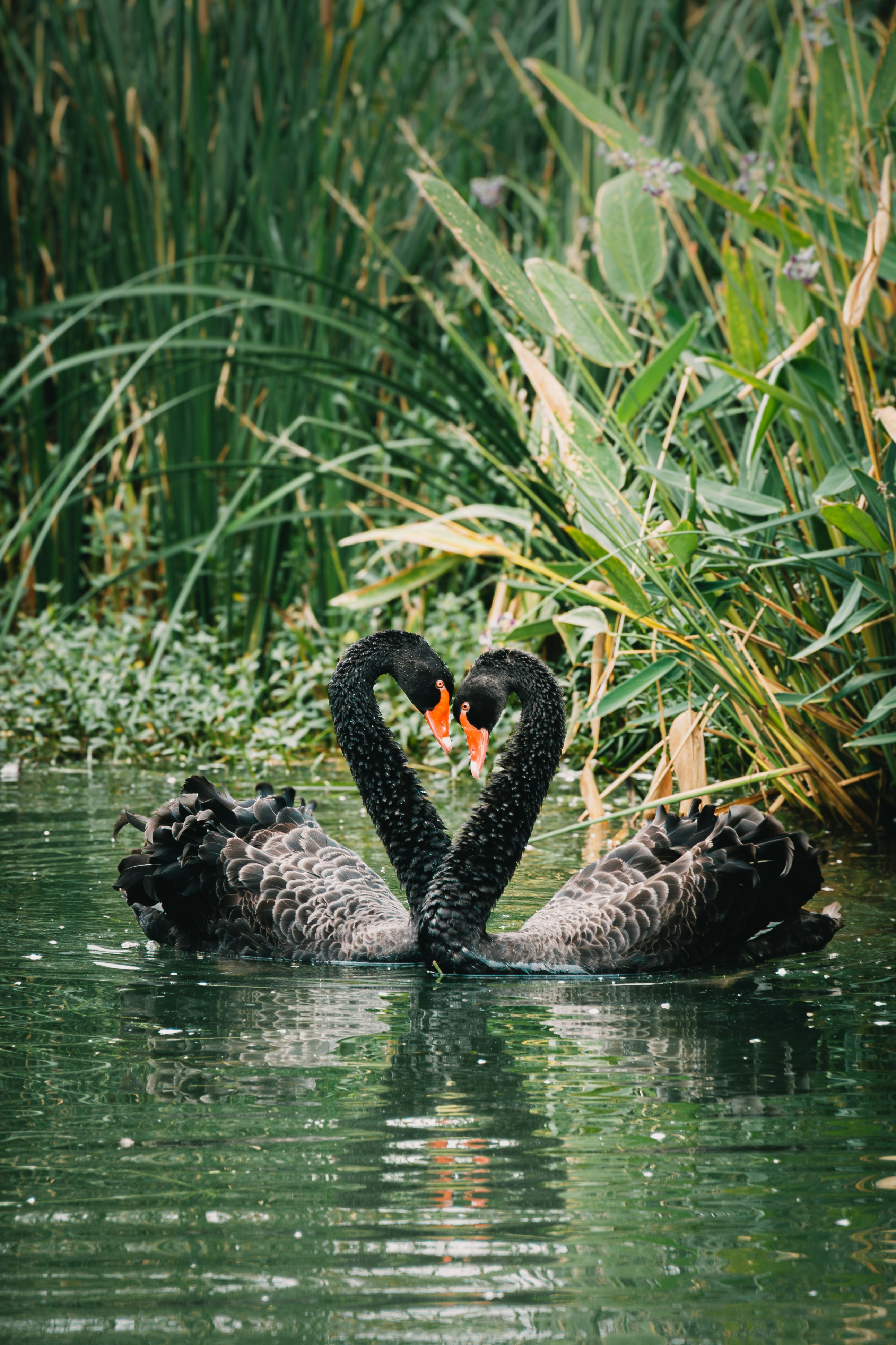 A Pair of Inked Souls: Black Swans Embrace at the Reeded Pond