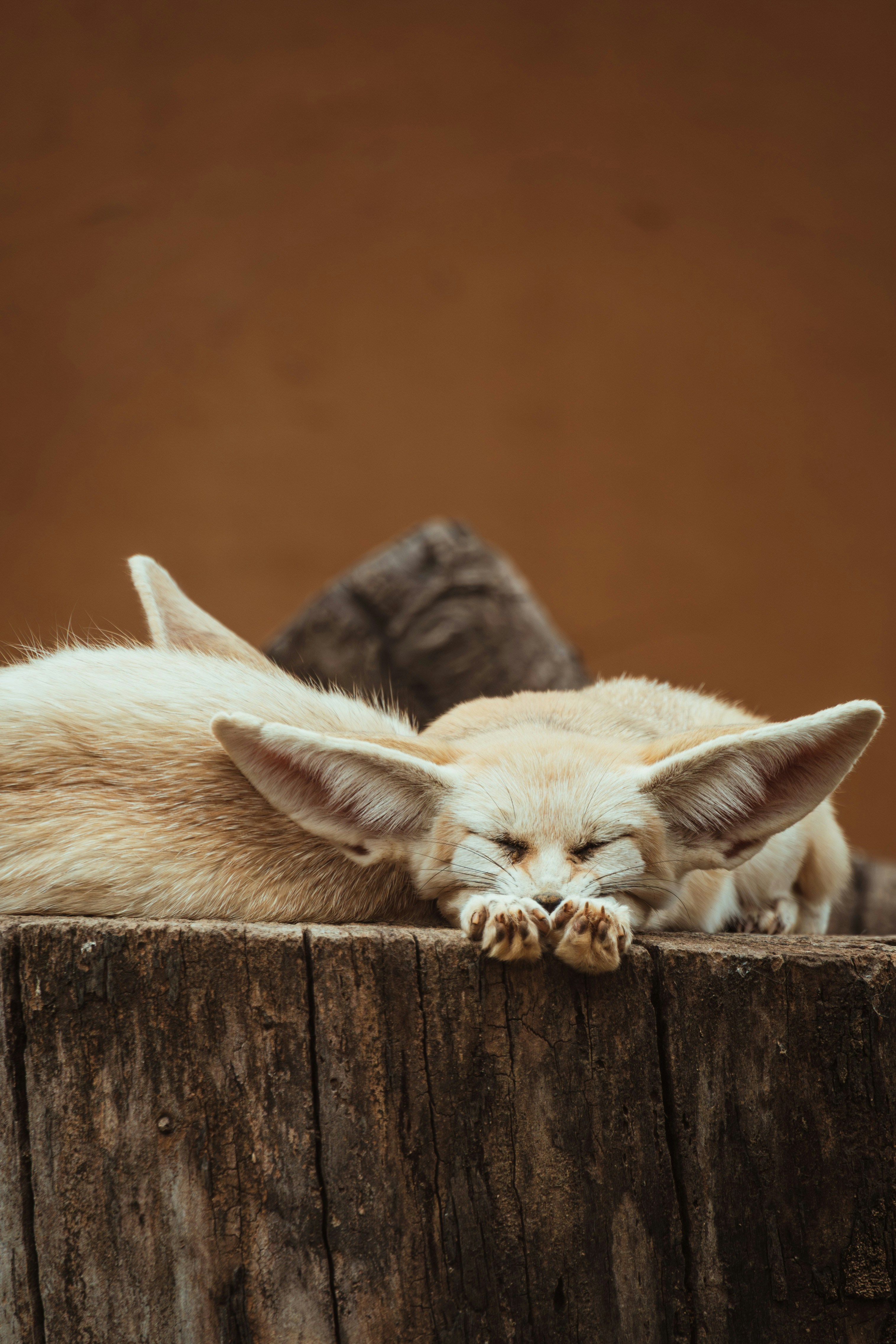 Sleepy Sinden: A fennec nuzzles the wooden rim at golden hour