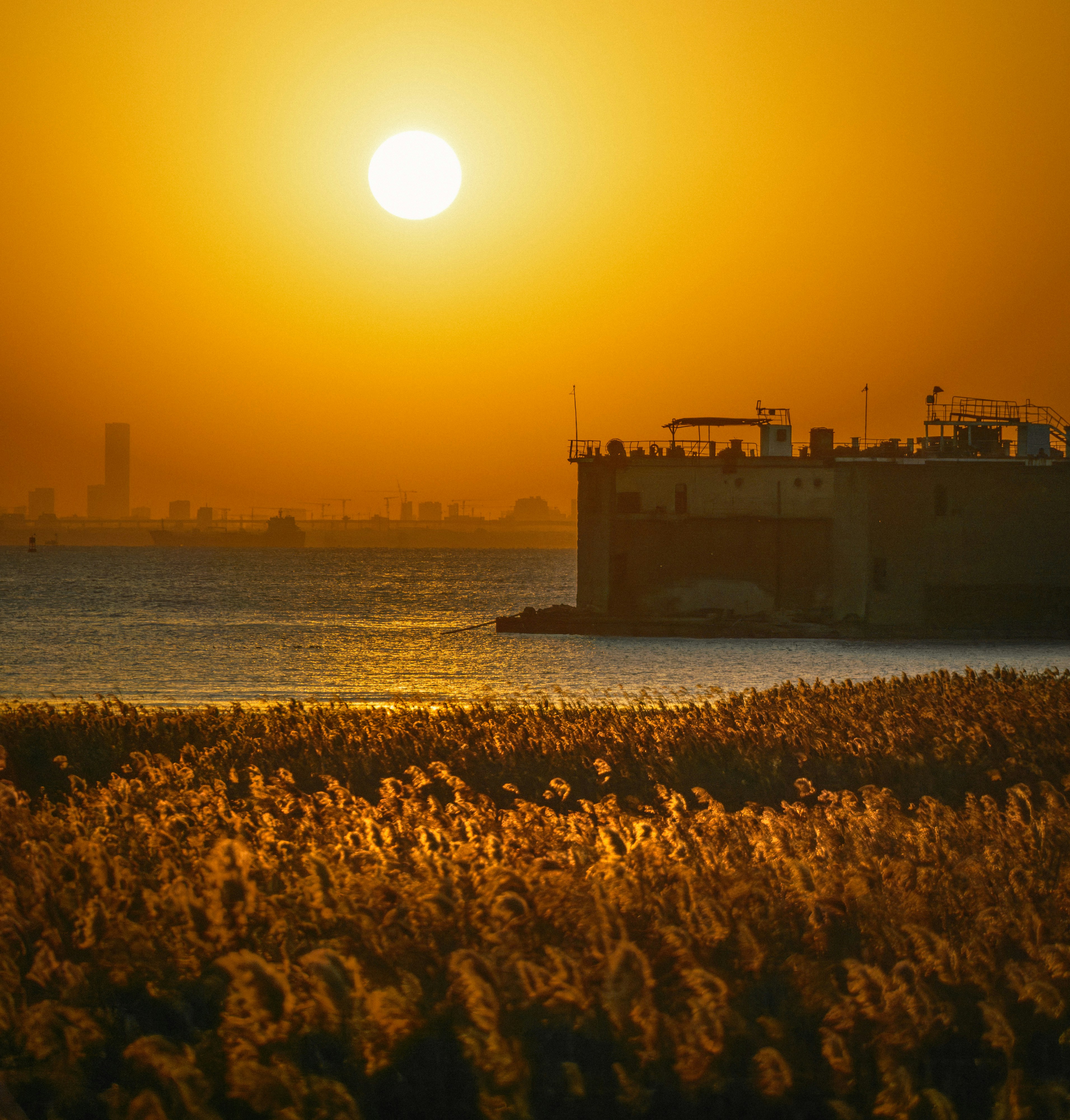 Sunset Sentinel: A Quiet Harbor Behind Golden Plumes