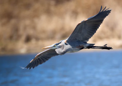 Mariner in Flight: Blue Heron Relying on Air and Water