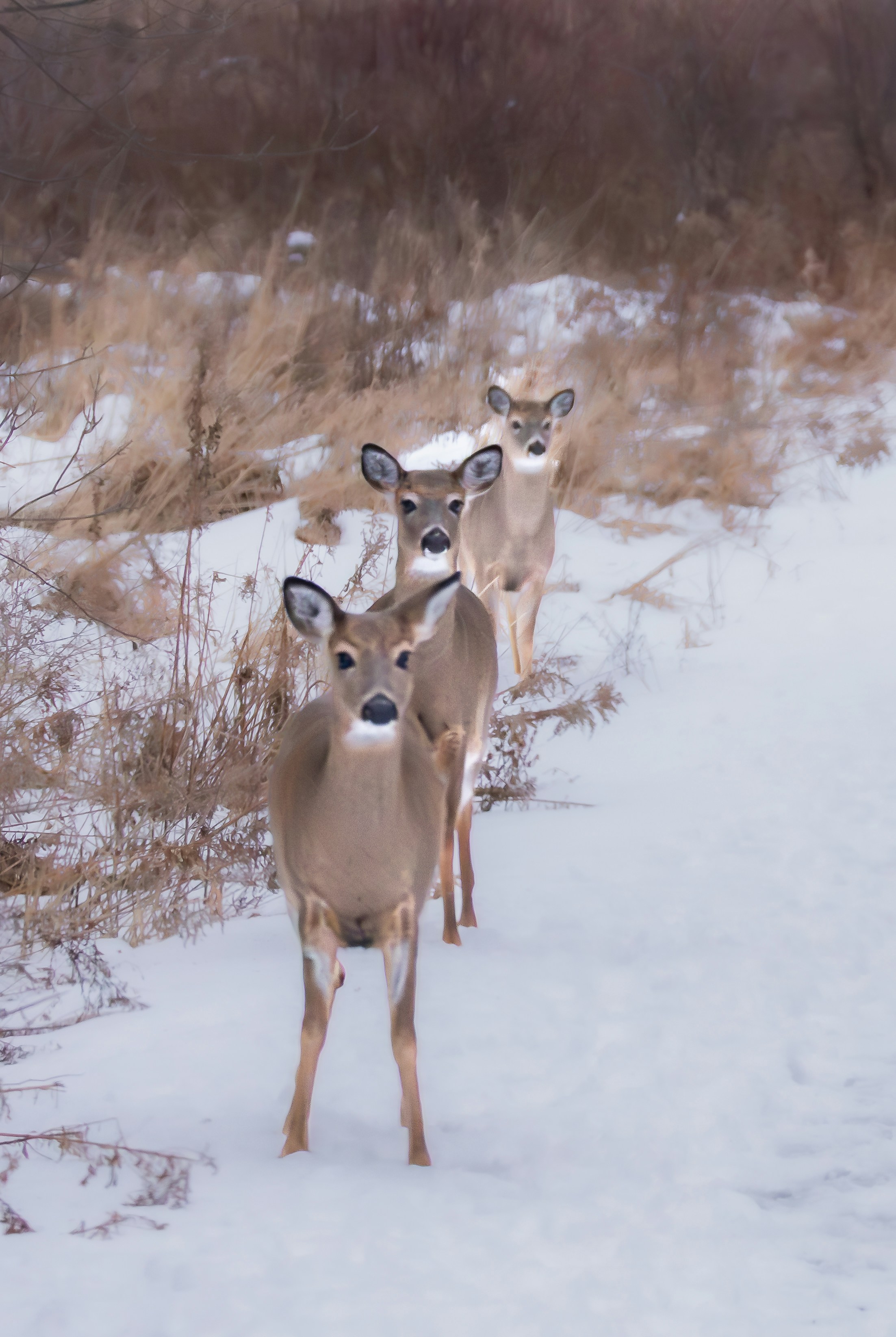 Trail of Three: A Portrait of Winter Stalkers