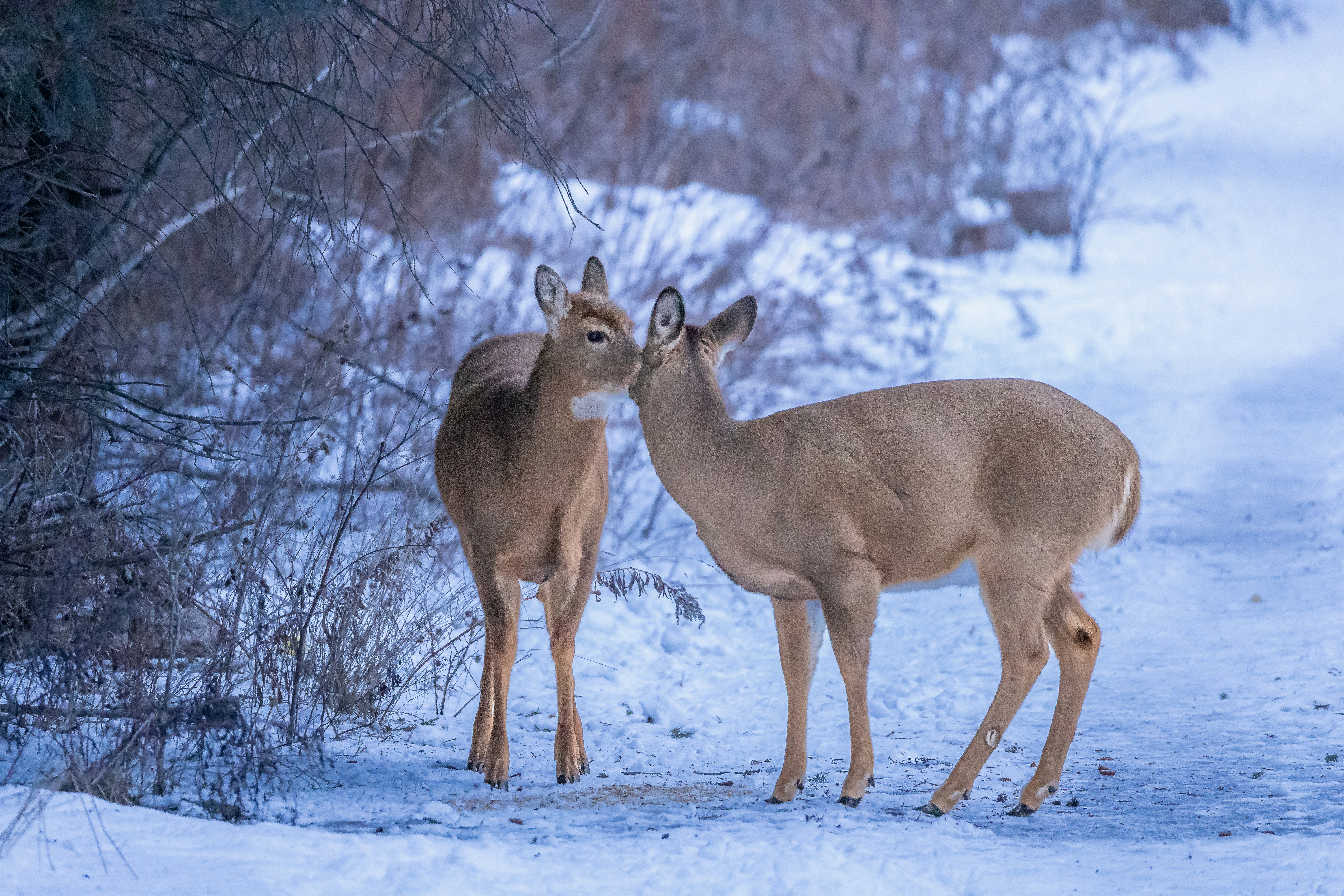 Whispered Exchange: Two Deer Share a Quiet Snowbound Moment
