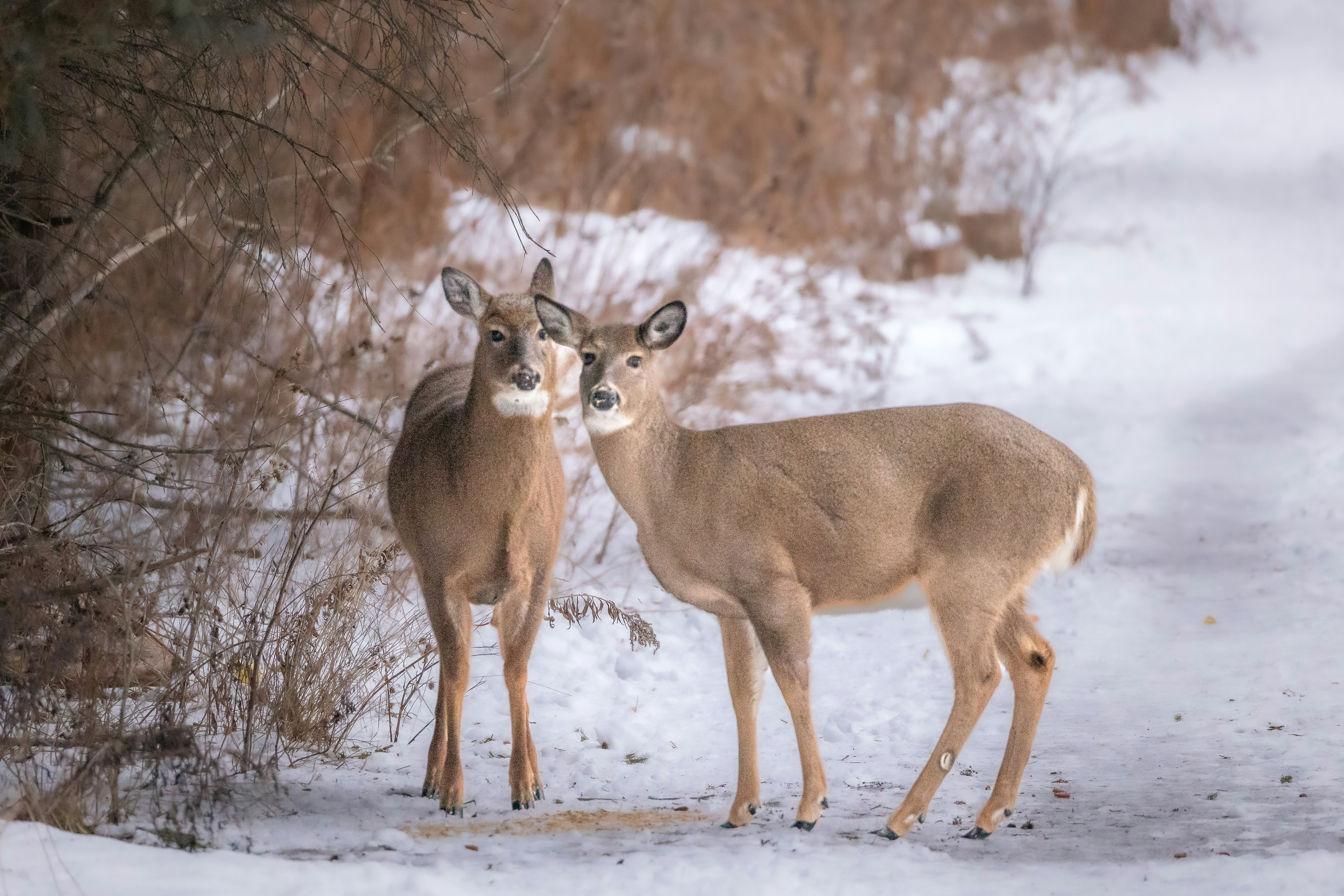 A Quiet Moment: Twin Antlers Sharing the Snow Path
