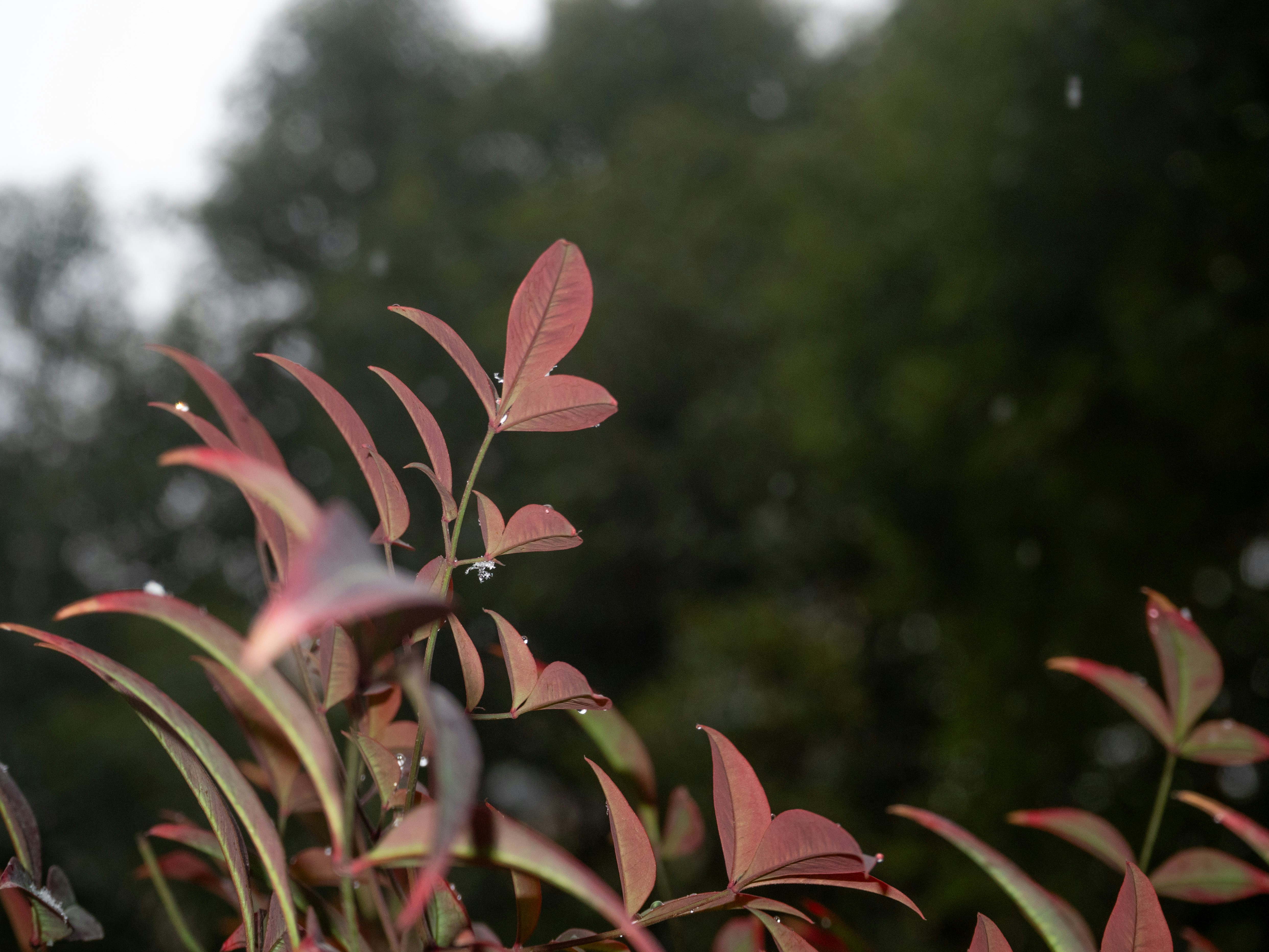 Pink leaves with dew drops in the foreground, blurred dark green background.
