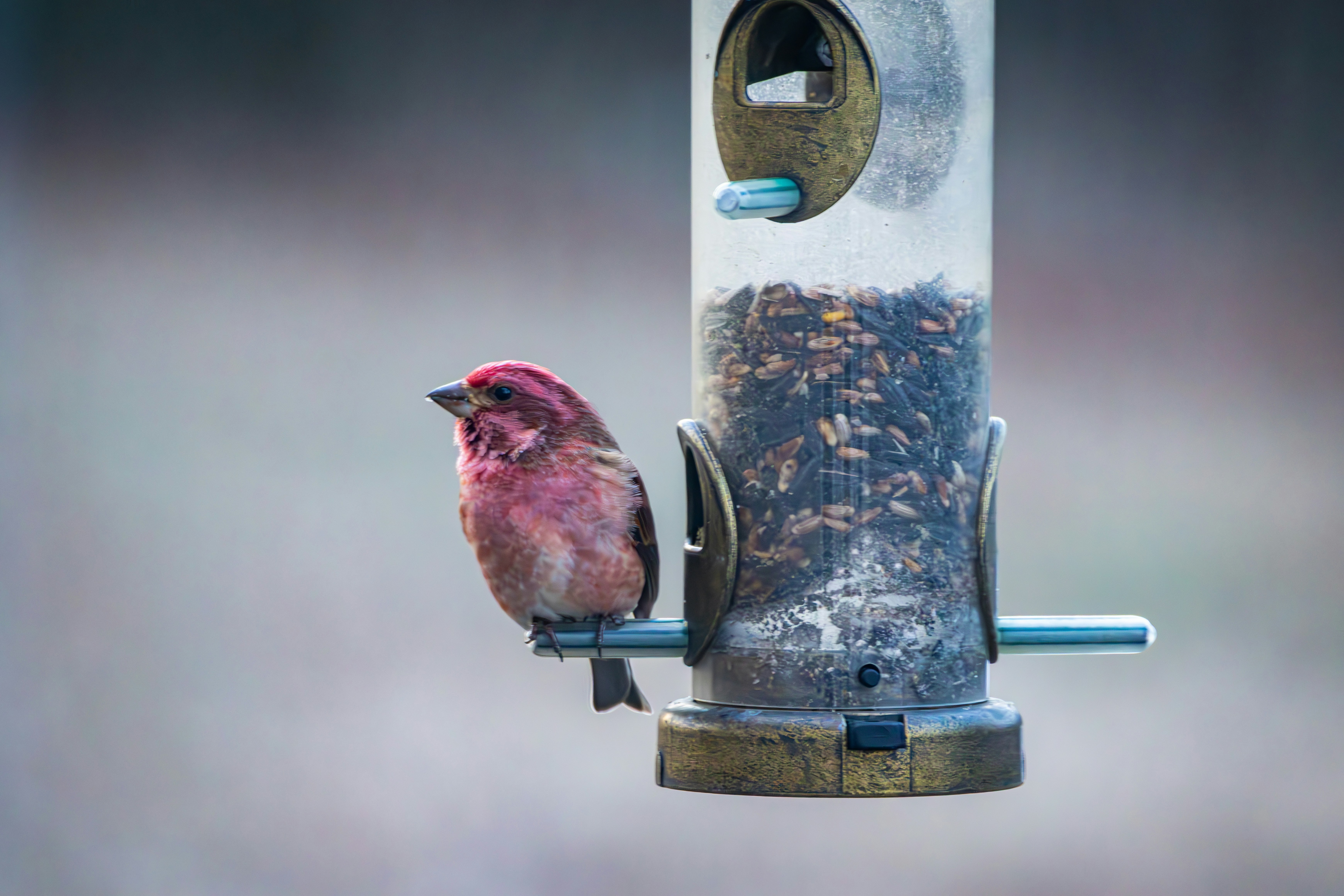 Pink-ruffed Finch at the Feeder: a quiet moment in winter light