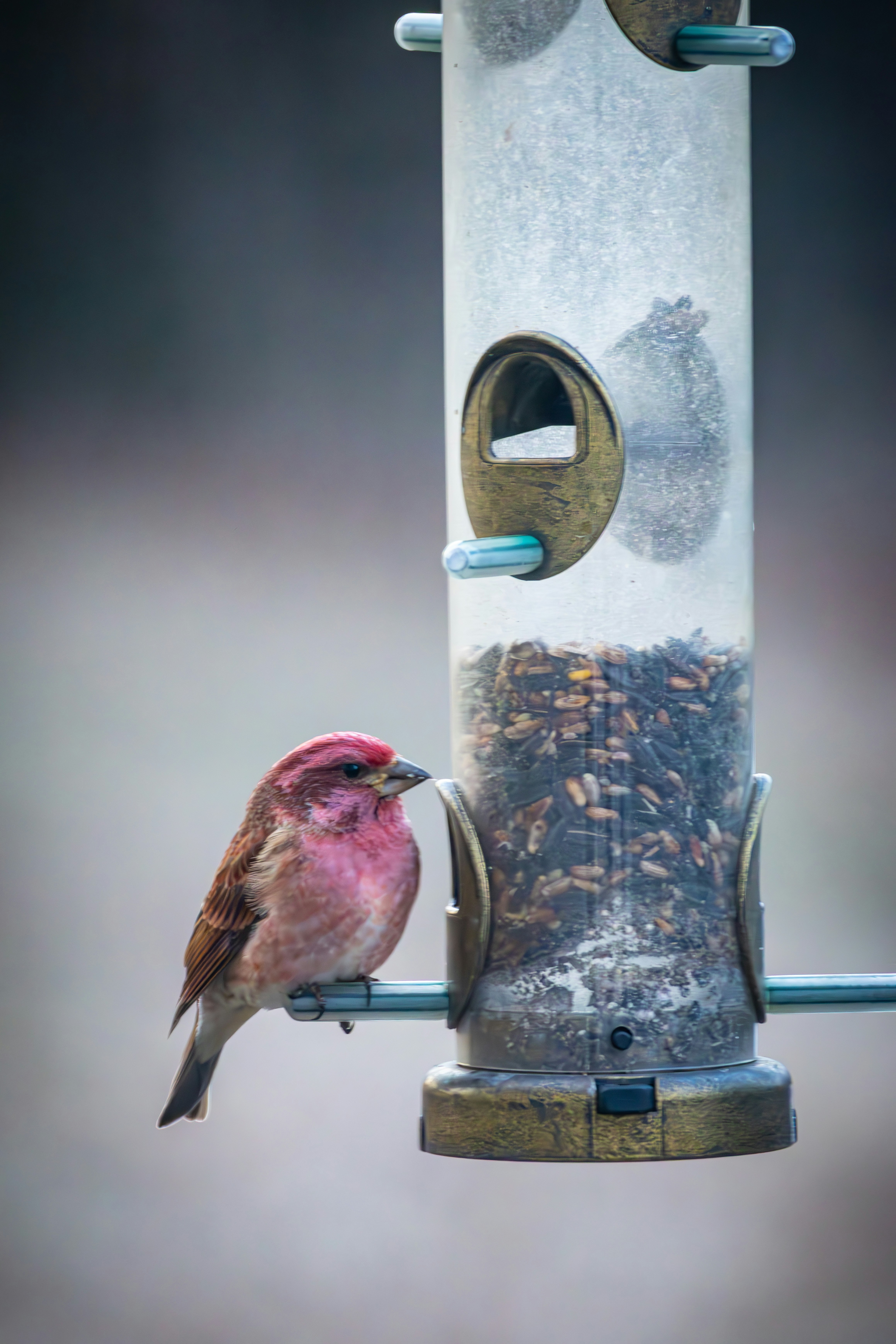 Scarlet-Feathered Perch: A Robin at a Seed Feeder