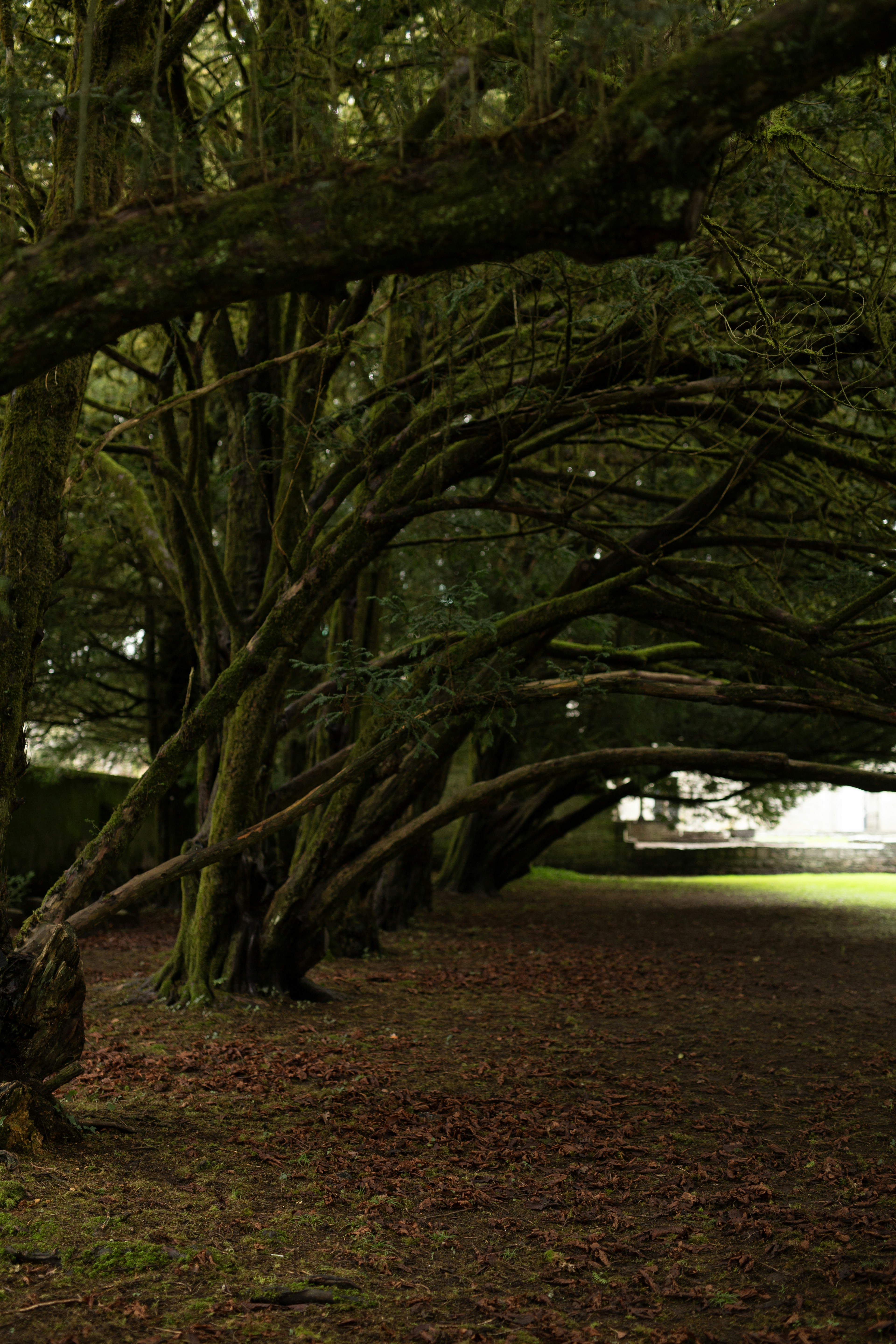 Tunnel of Moss and Branches: A Dappled Path Through the Woodland Canopy