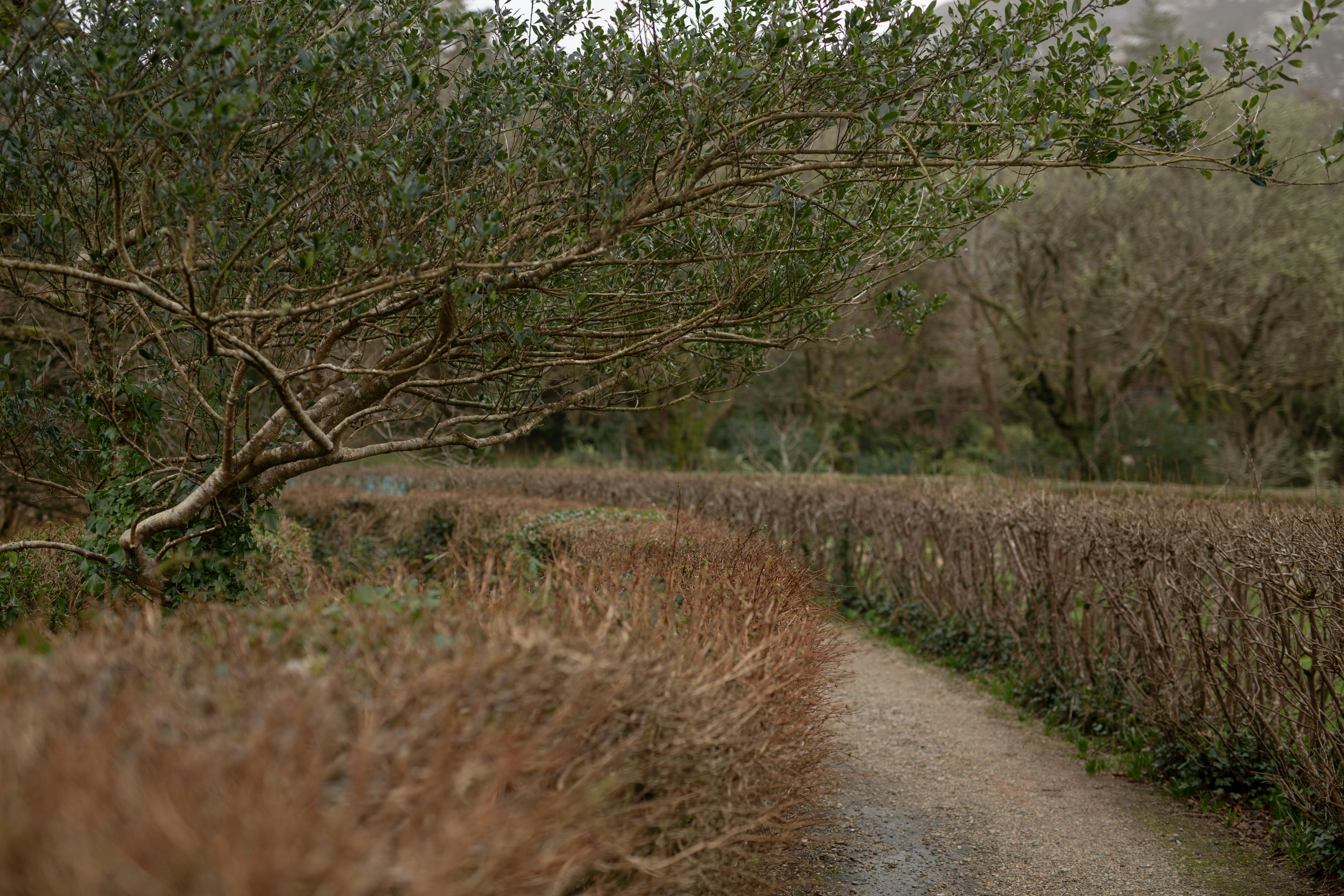 Whispering Path: A Quiet Walk Through Winter Hedgerows