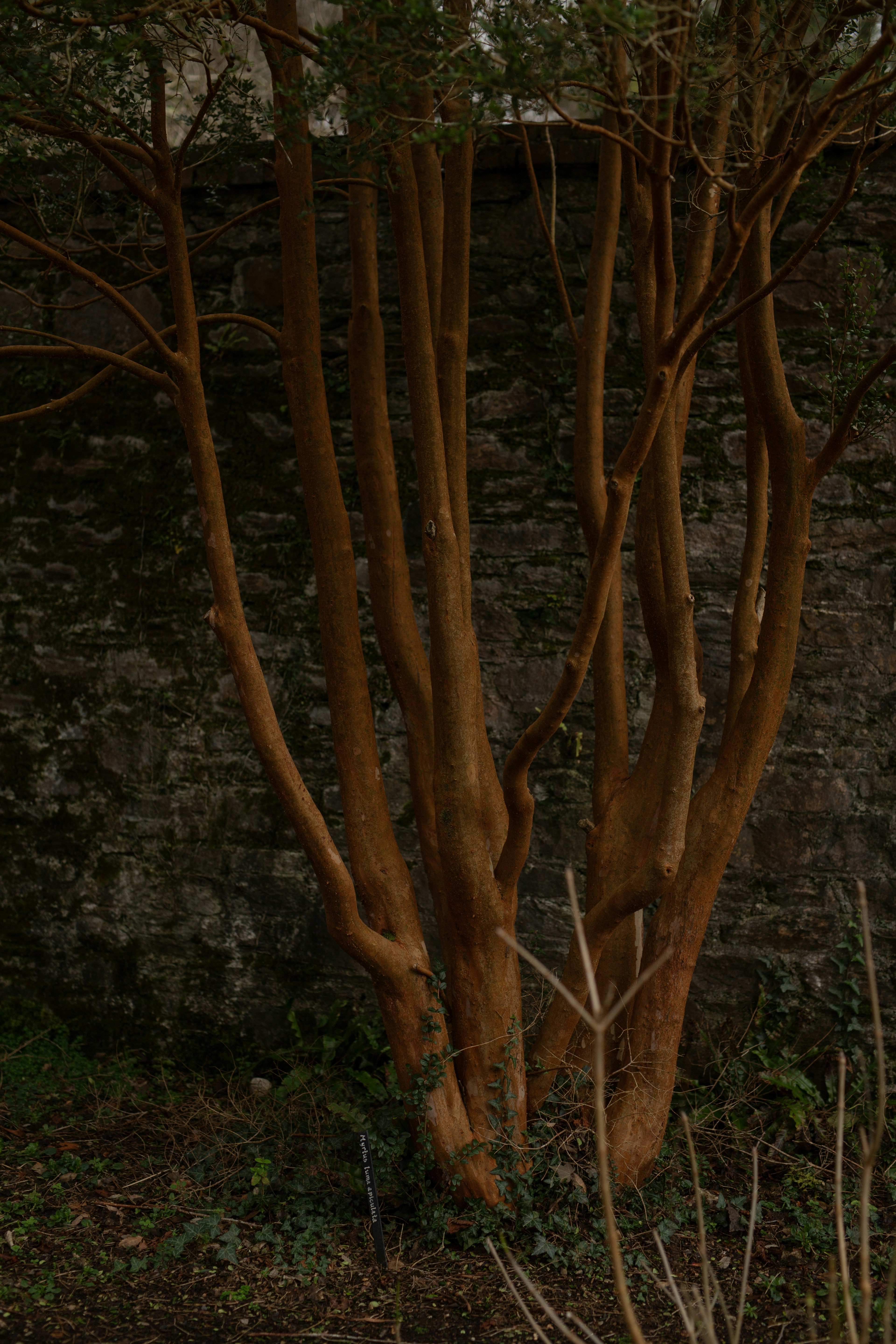 The Silent Grove of Burnished Trunks