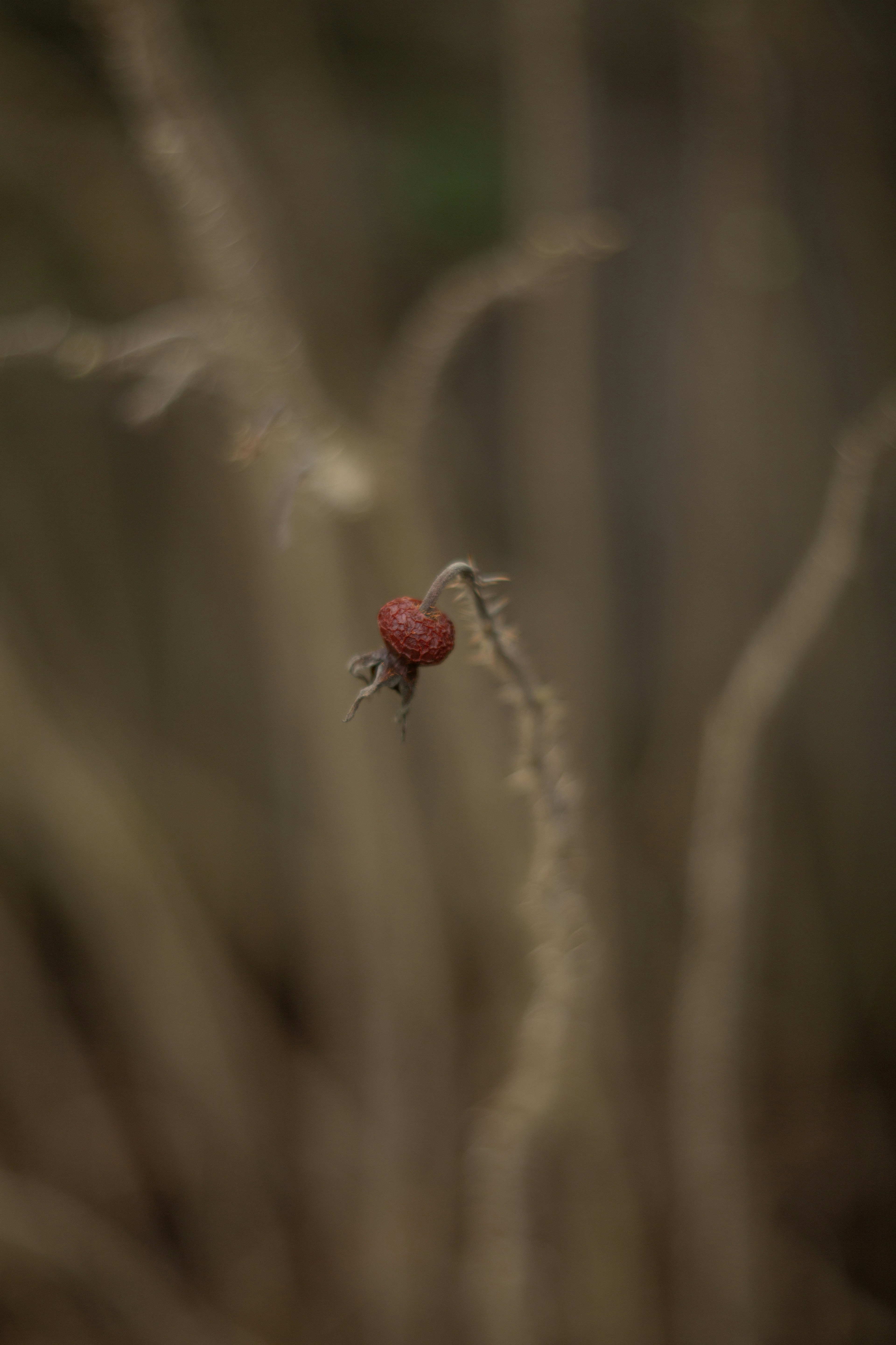 Red Berry in Silent Thicket