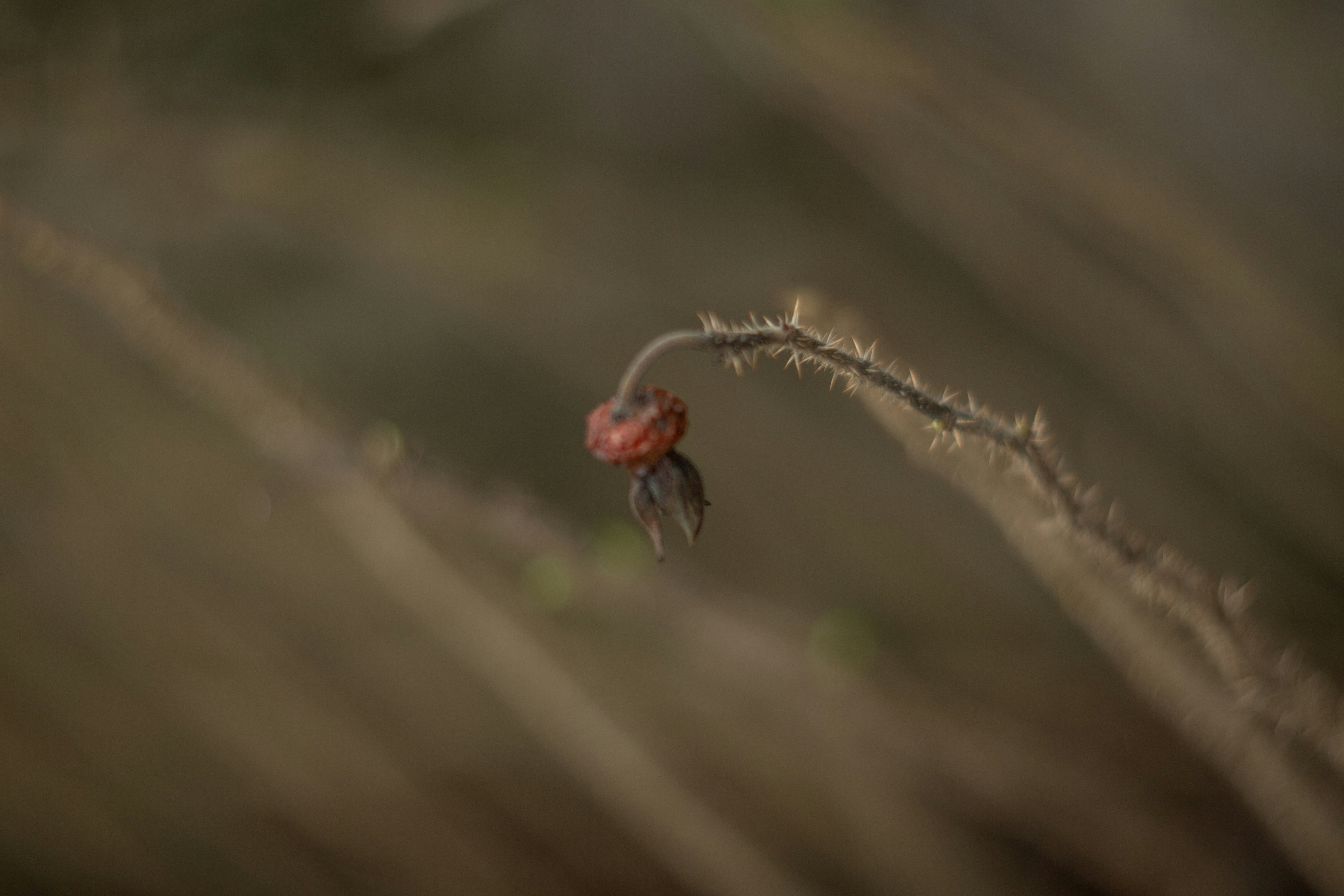 Withered Rose on a Silent Stem