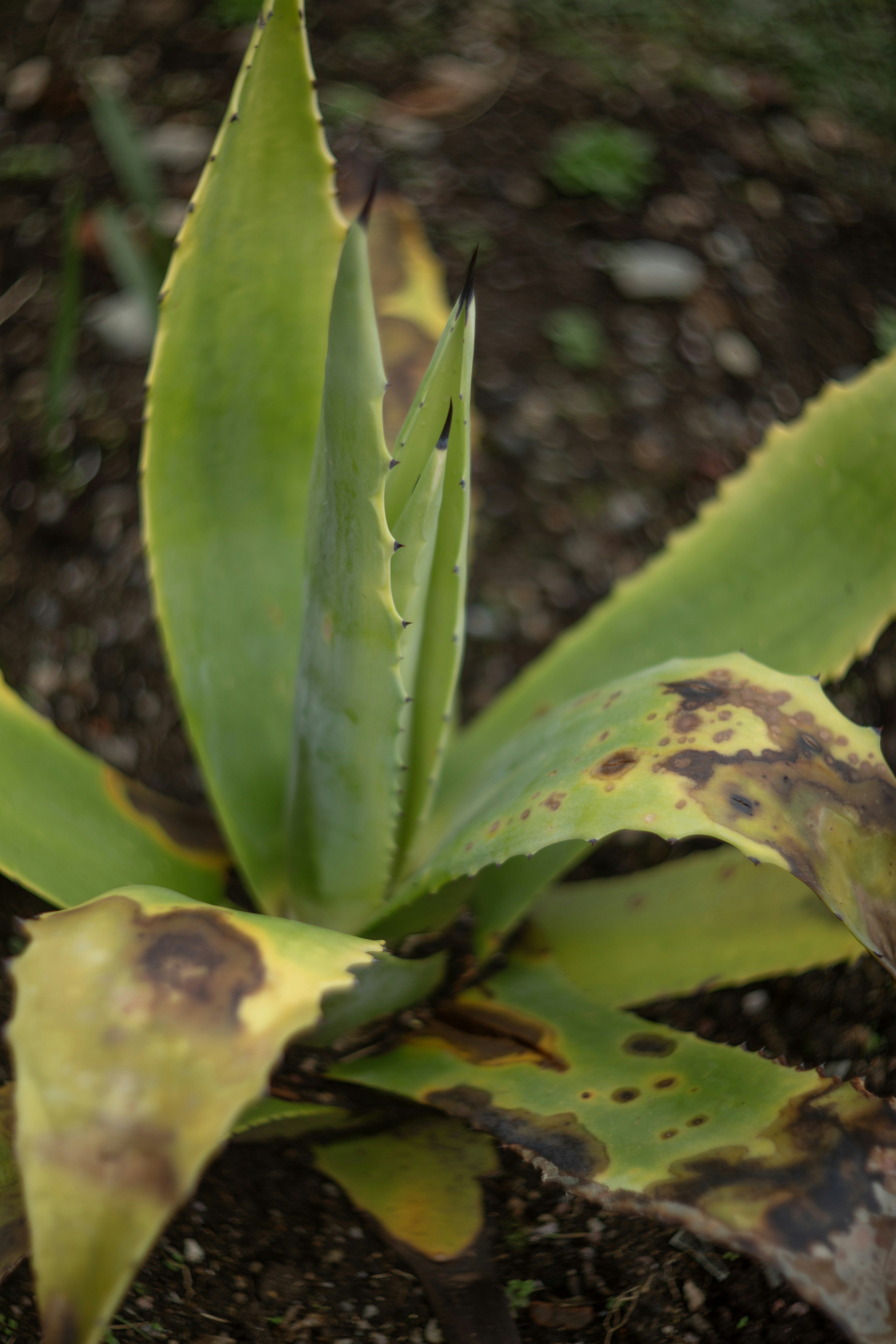 Succulent Crown in Focus: A Close-Up of Aloe at Ground Level