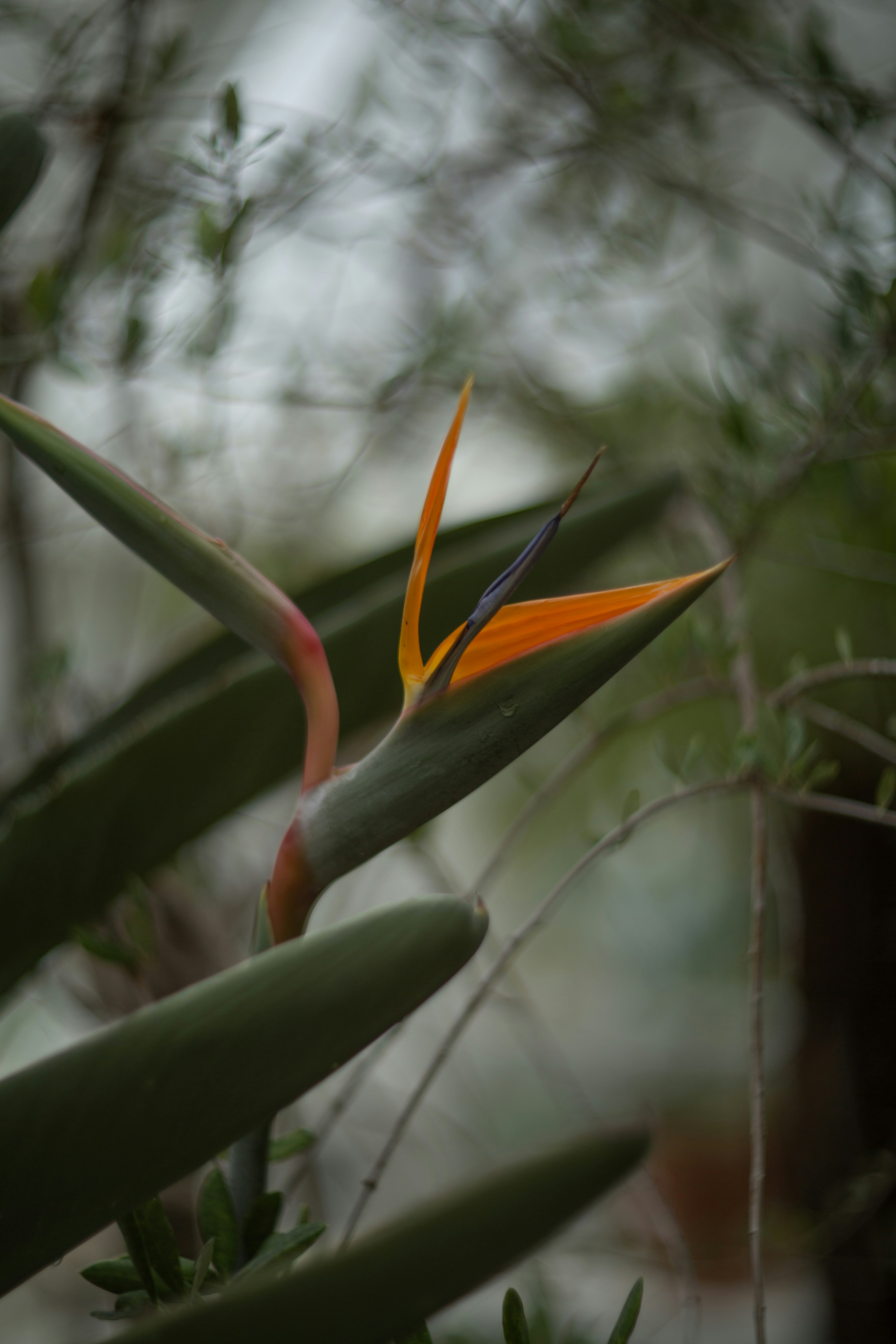 Streak of Orange: A Bird of Paradise Bloom Reaches Toward Light