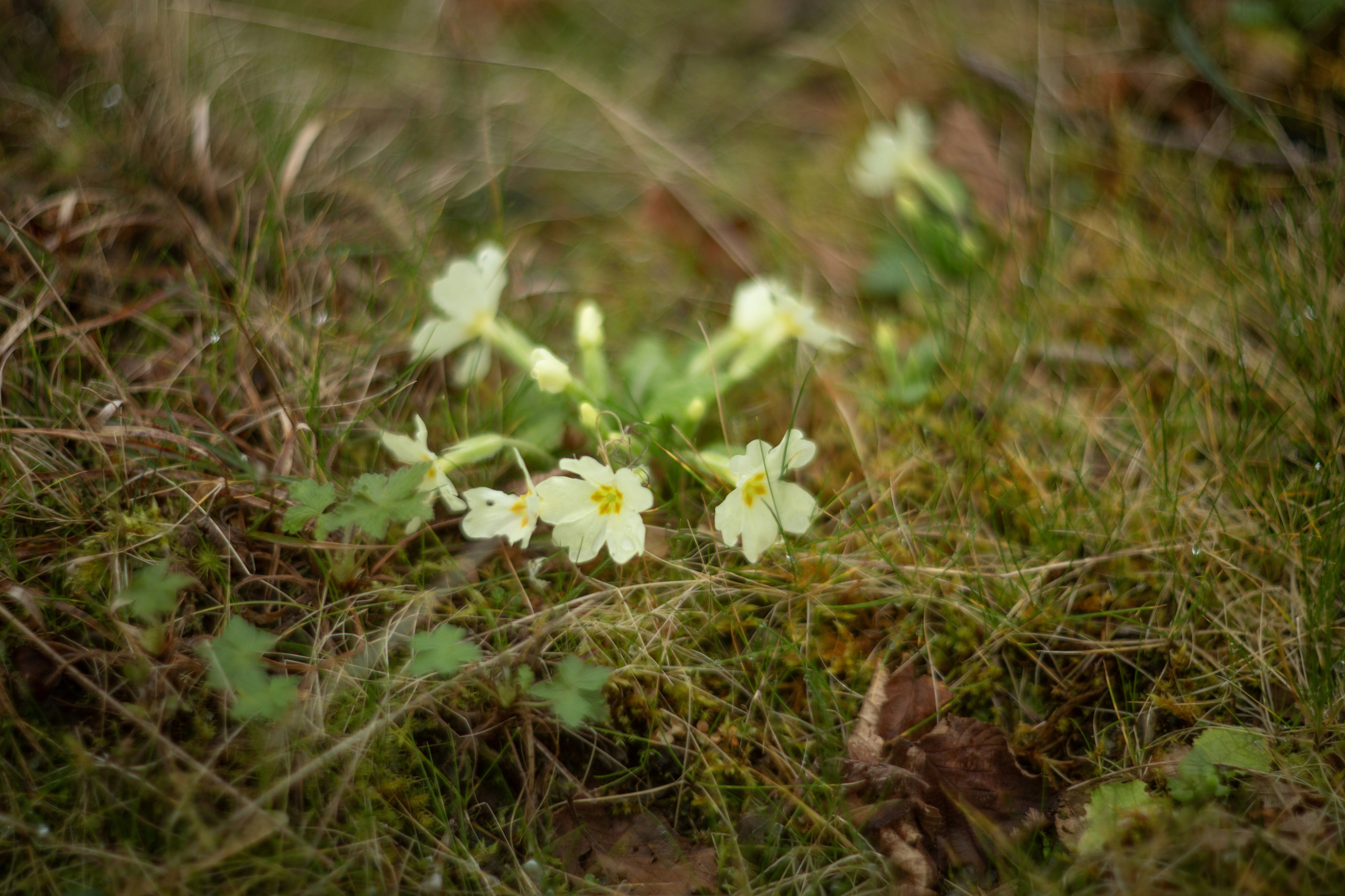 Soft Meadow Bloom: A Quiet Break Among Dry Grass
