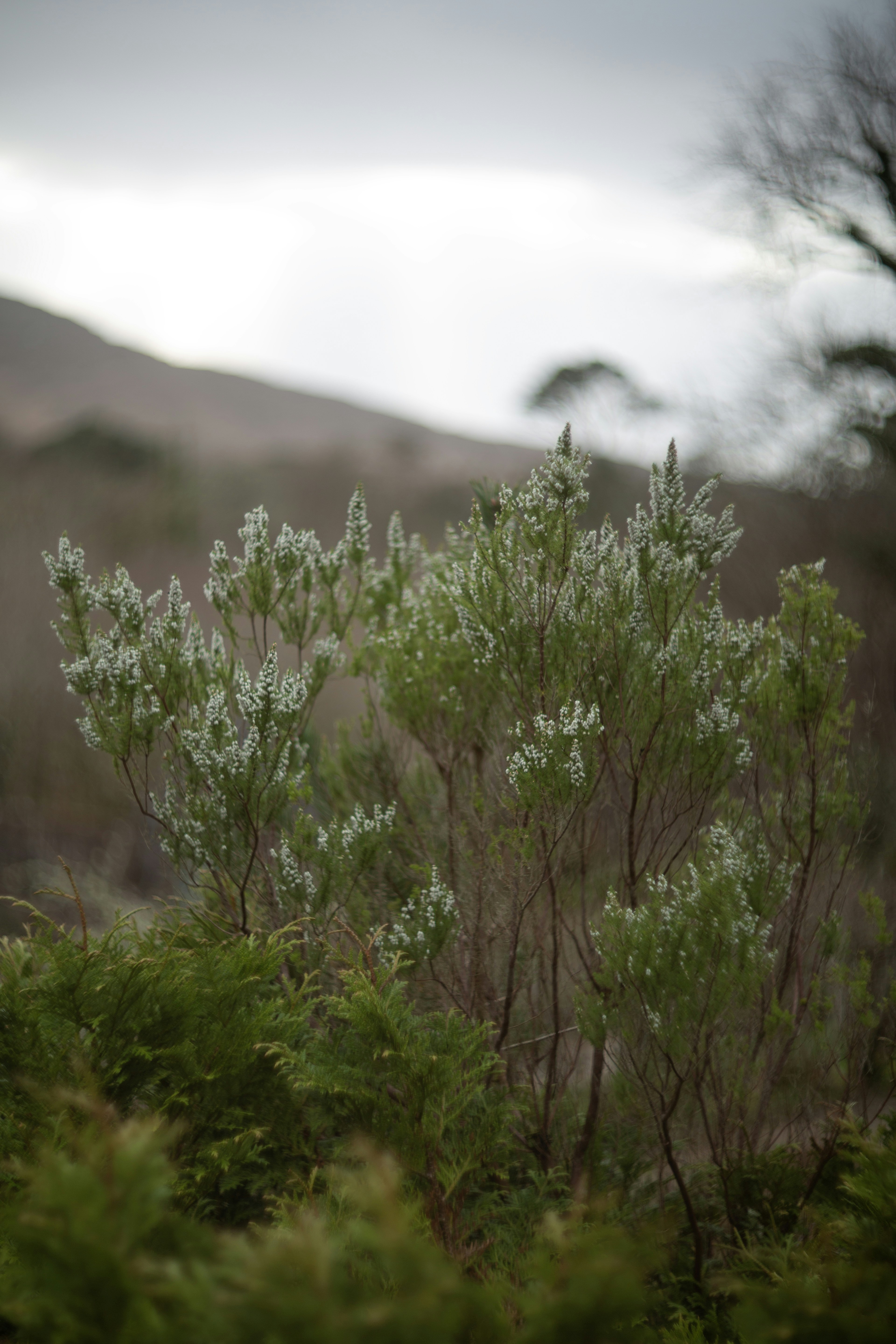 Tender sprigs of wildflowers reach toward a muted afternoon horizon