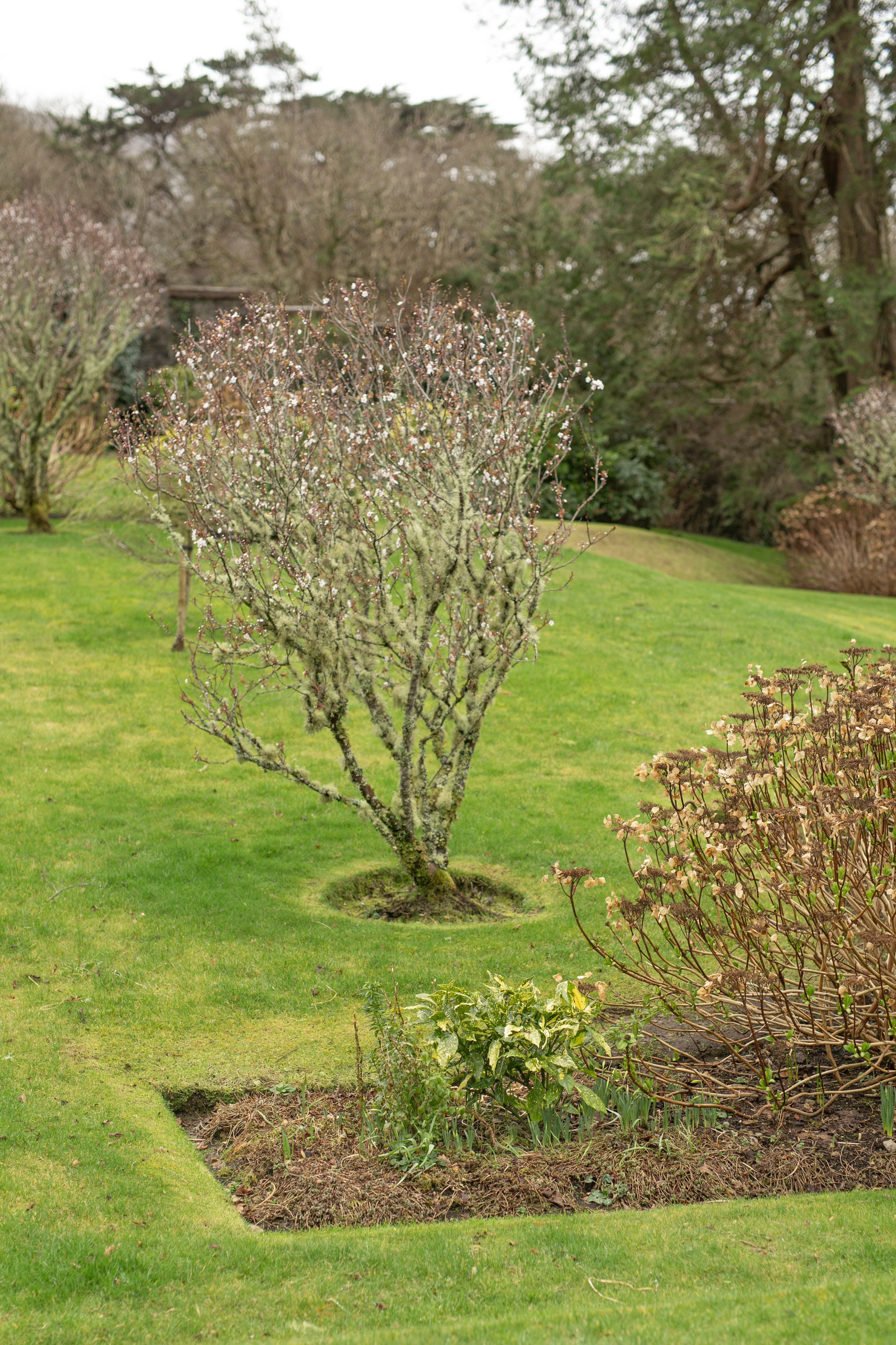 Blossoming Tree Centered in a Serene Garden