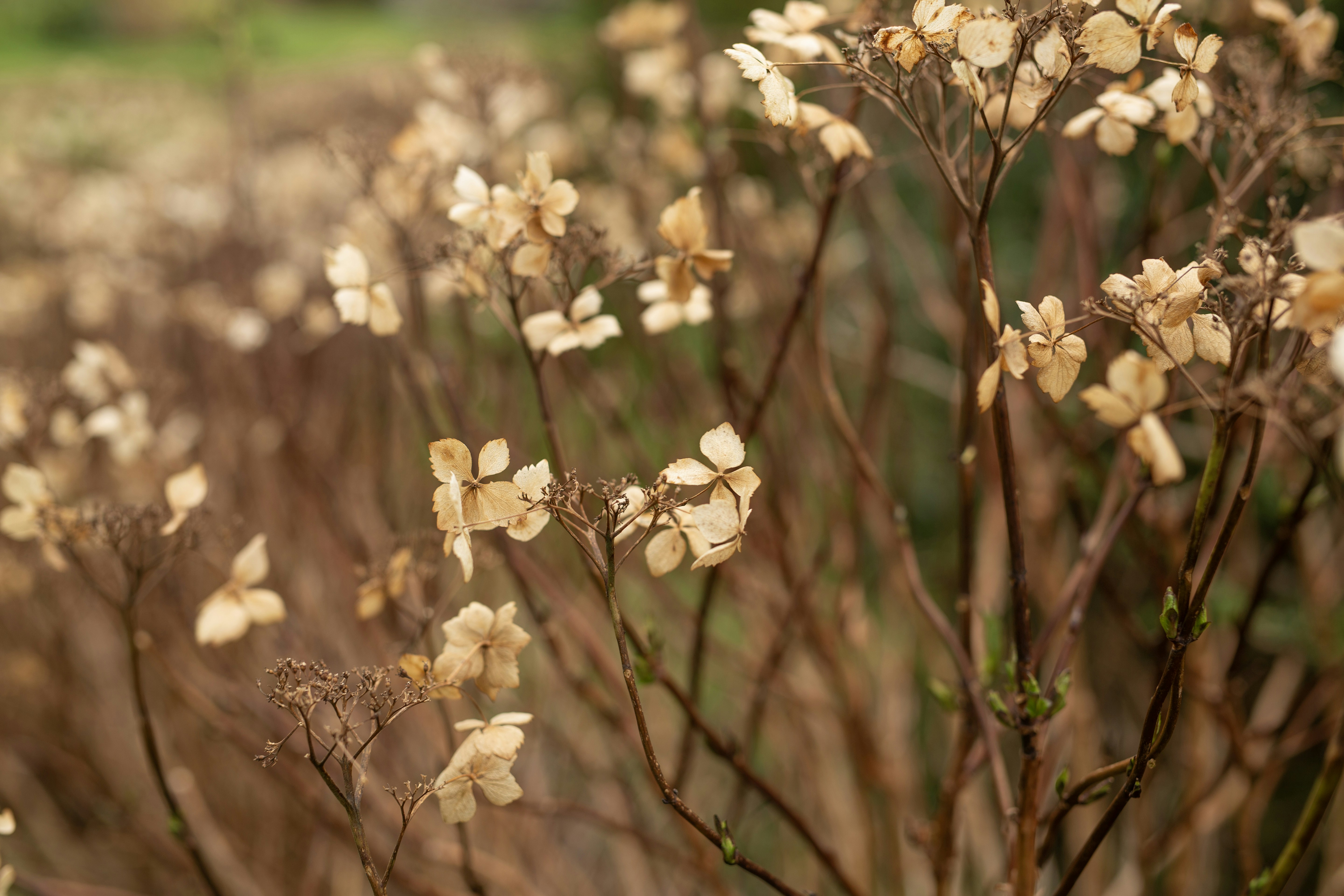 Whispers of Spring: Ivory Blooms Amid Brown Twigwork